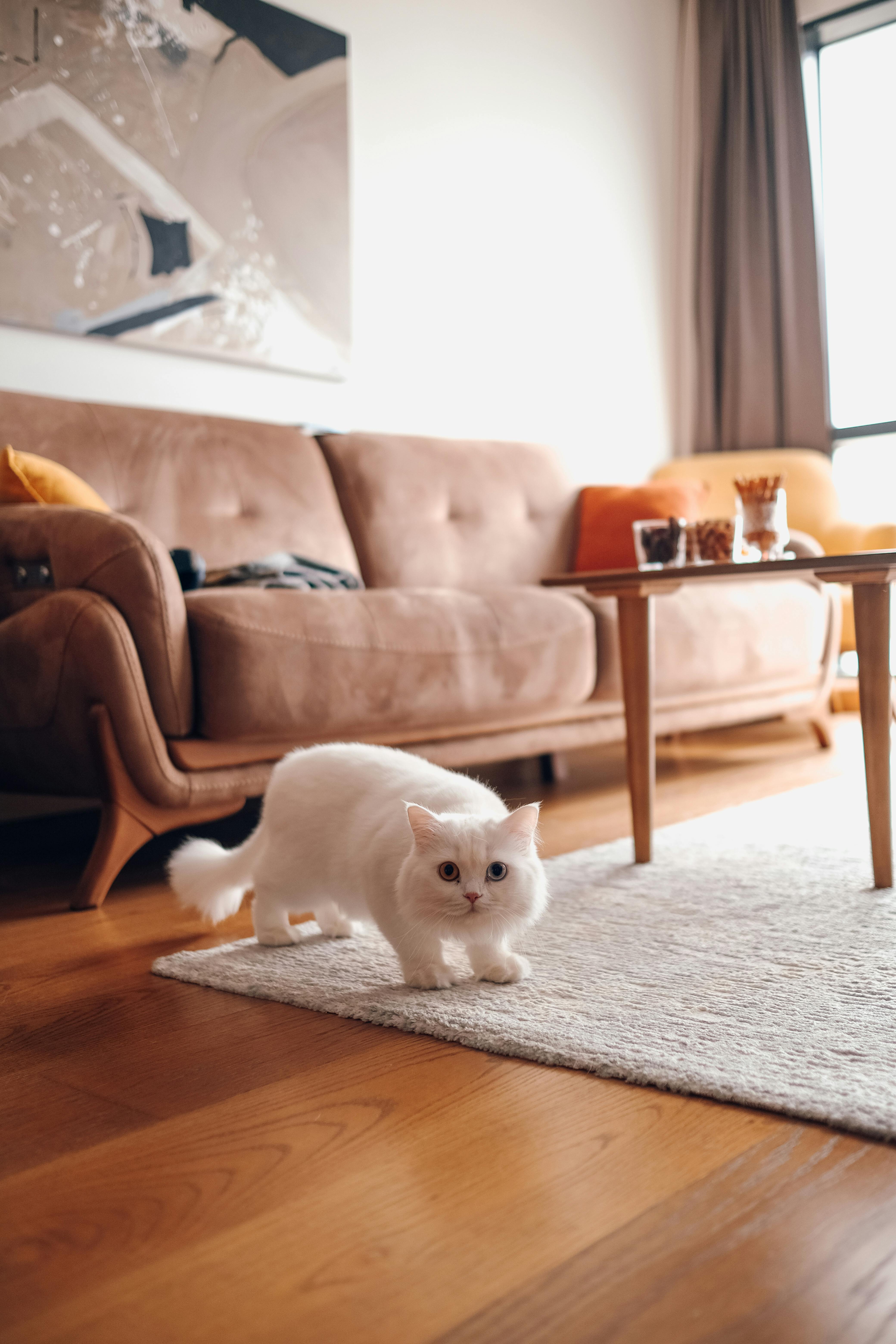 A White Munchkin Cat on a Rug in a Living Room · Free Stock Photo