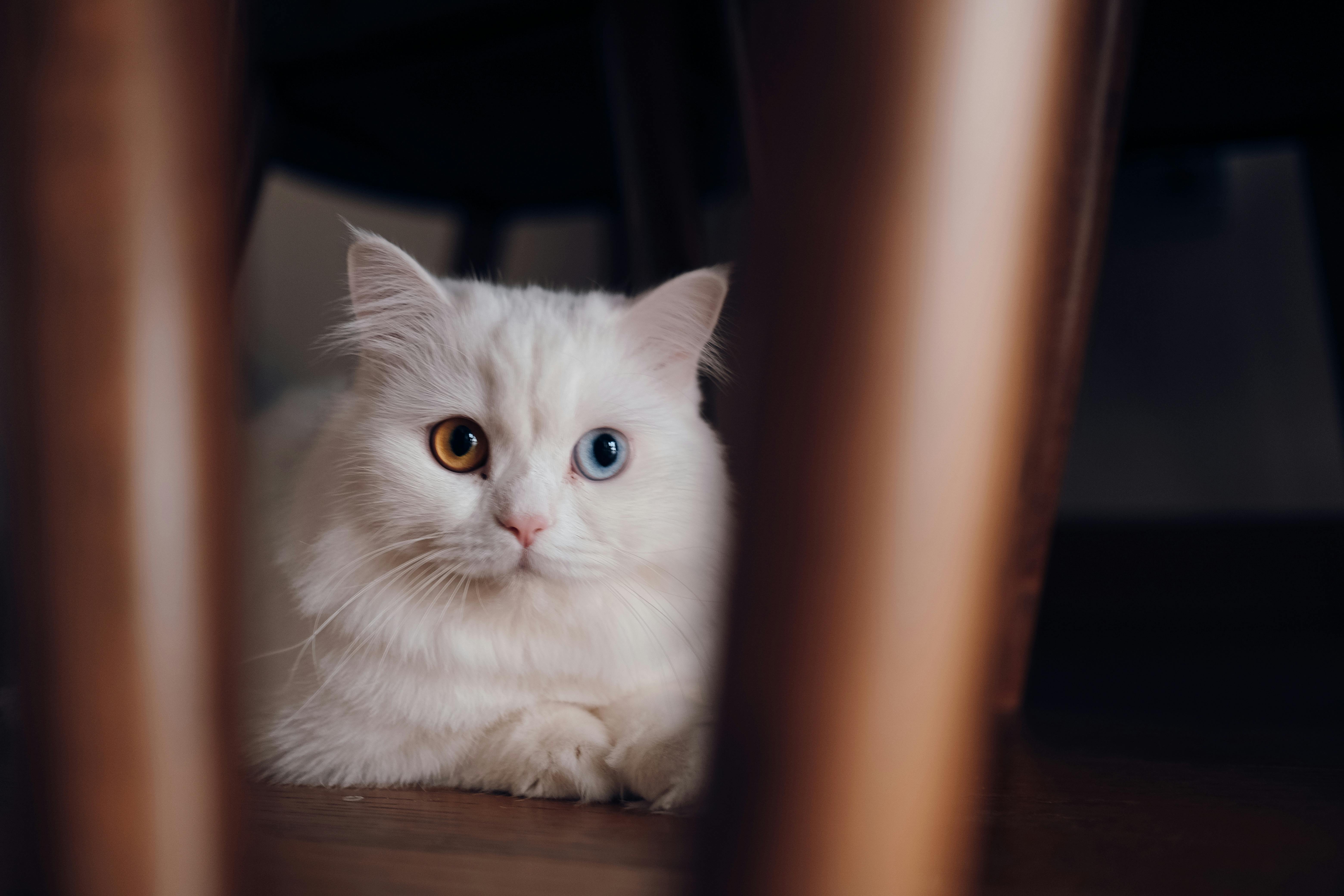 Photo of a White Cat · Free Stock Photo
