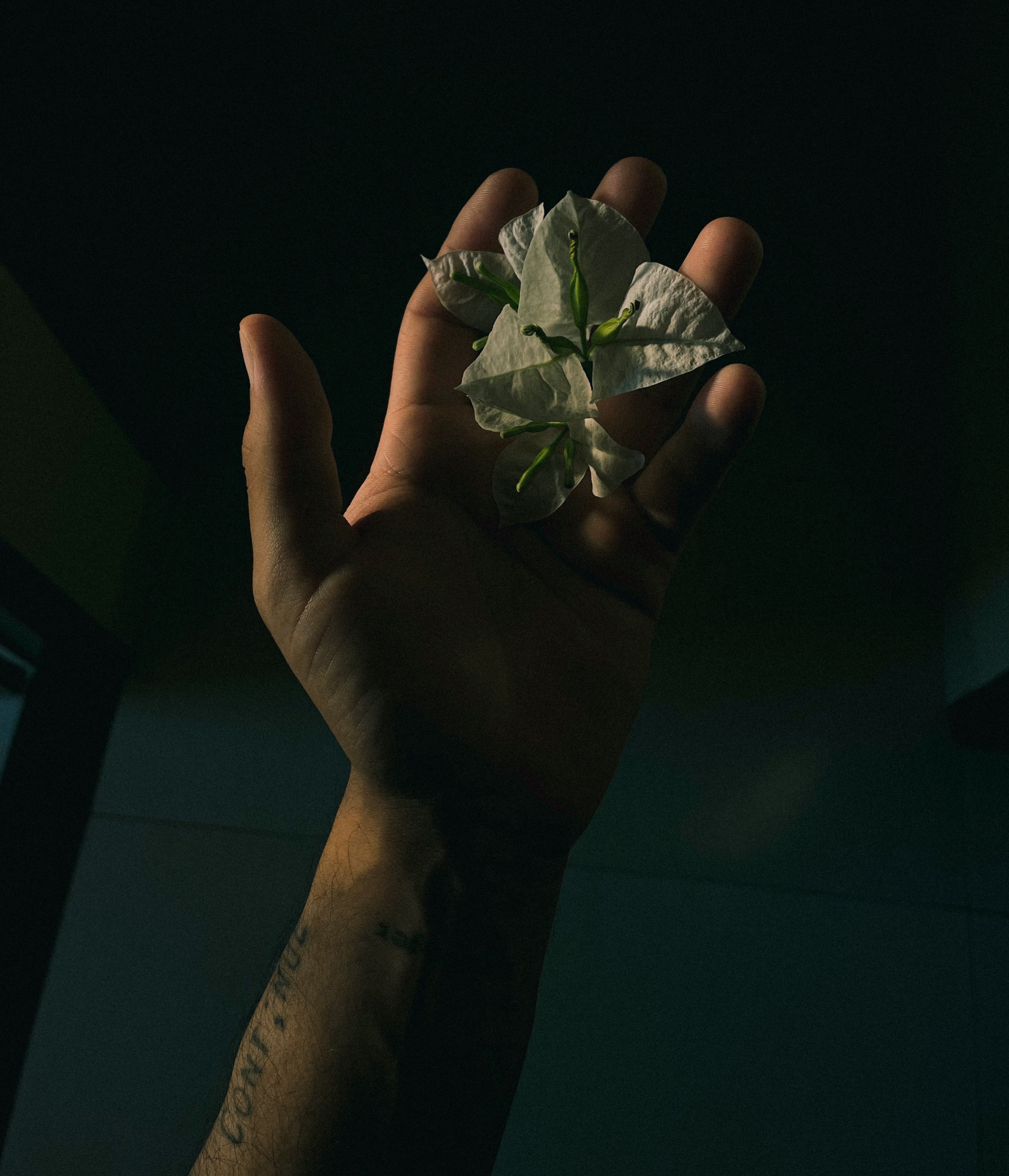 Hand Holding Leaves · Free Stock Photo