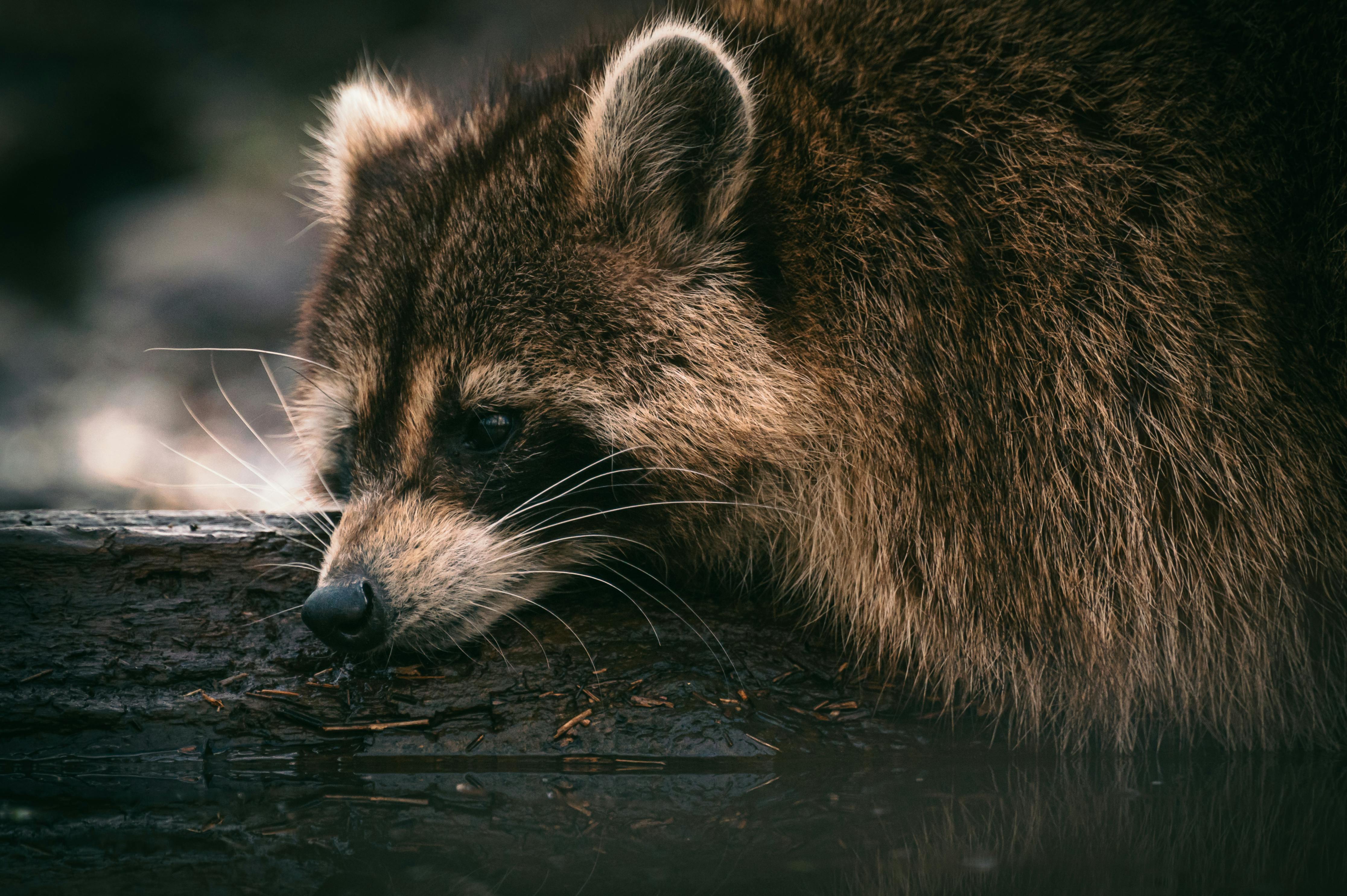 Brown and Black Raccoon in Close Up Photography · Free Stock Photo
