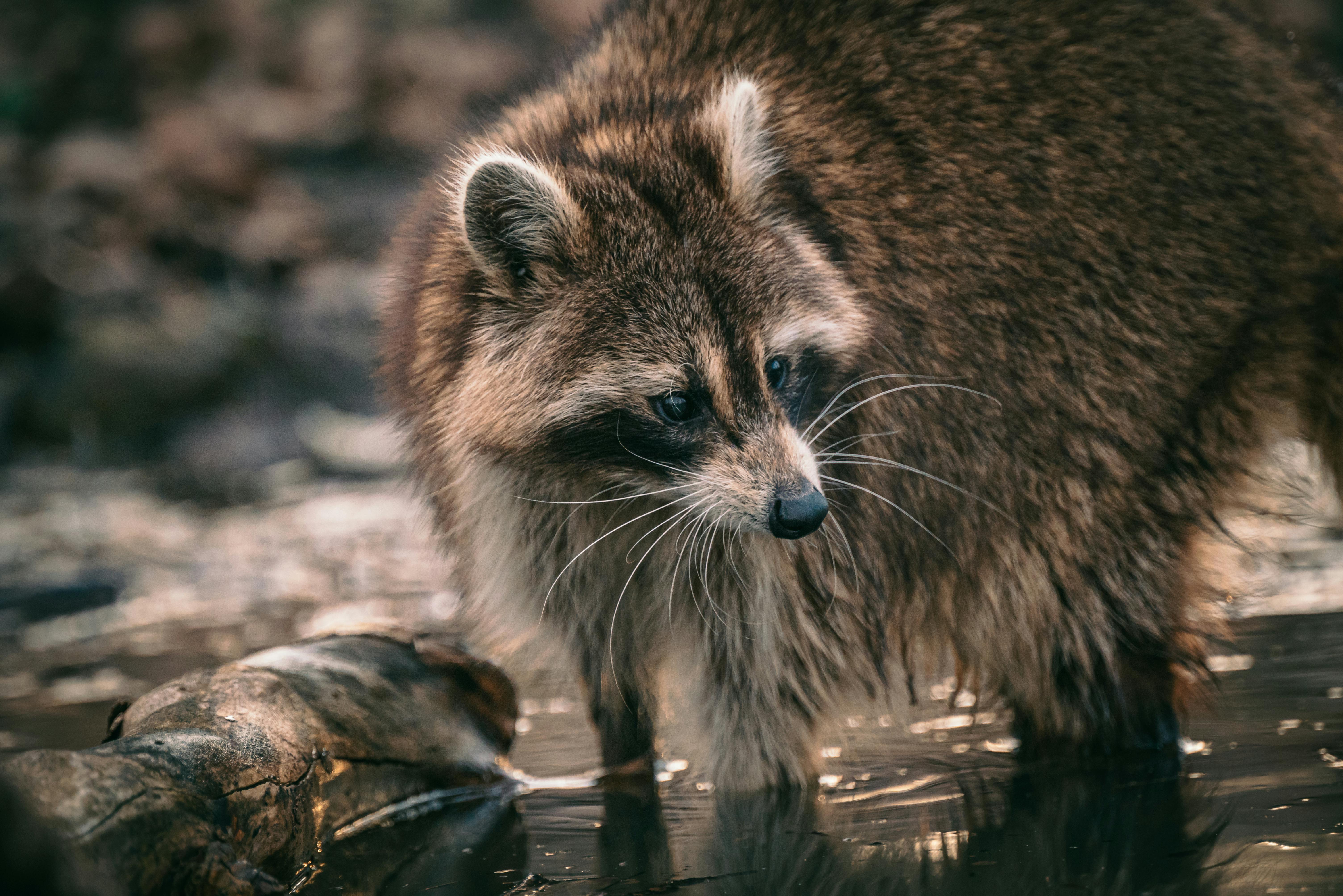 Brown and Black Raccoon in Close Up Photography · Free Stock Photo