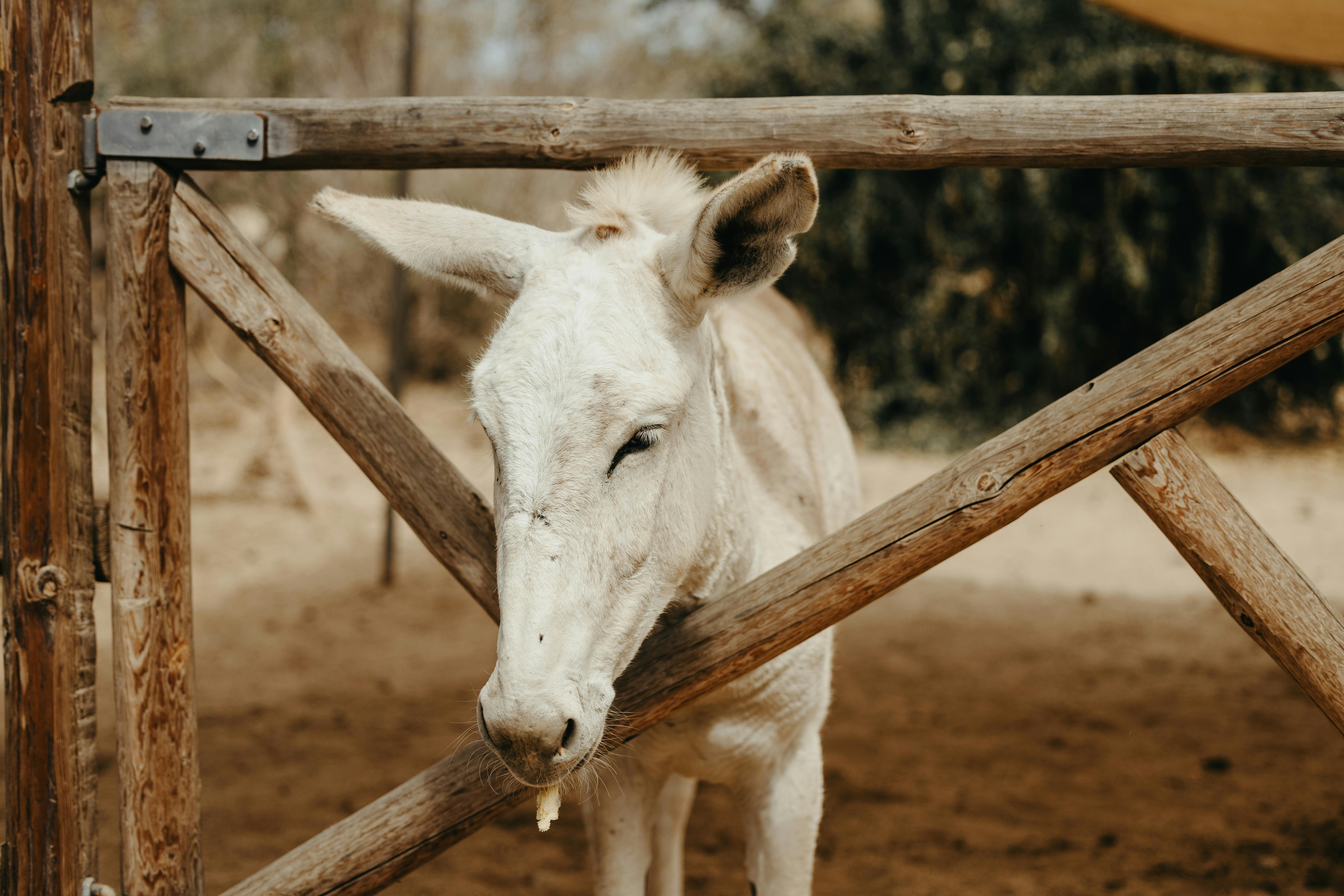 White Mule Photos, Download The BEST Free White Mule Stock Photos & HD ...