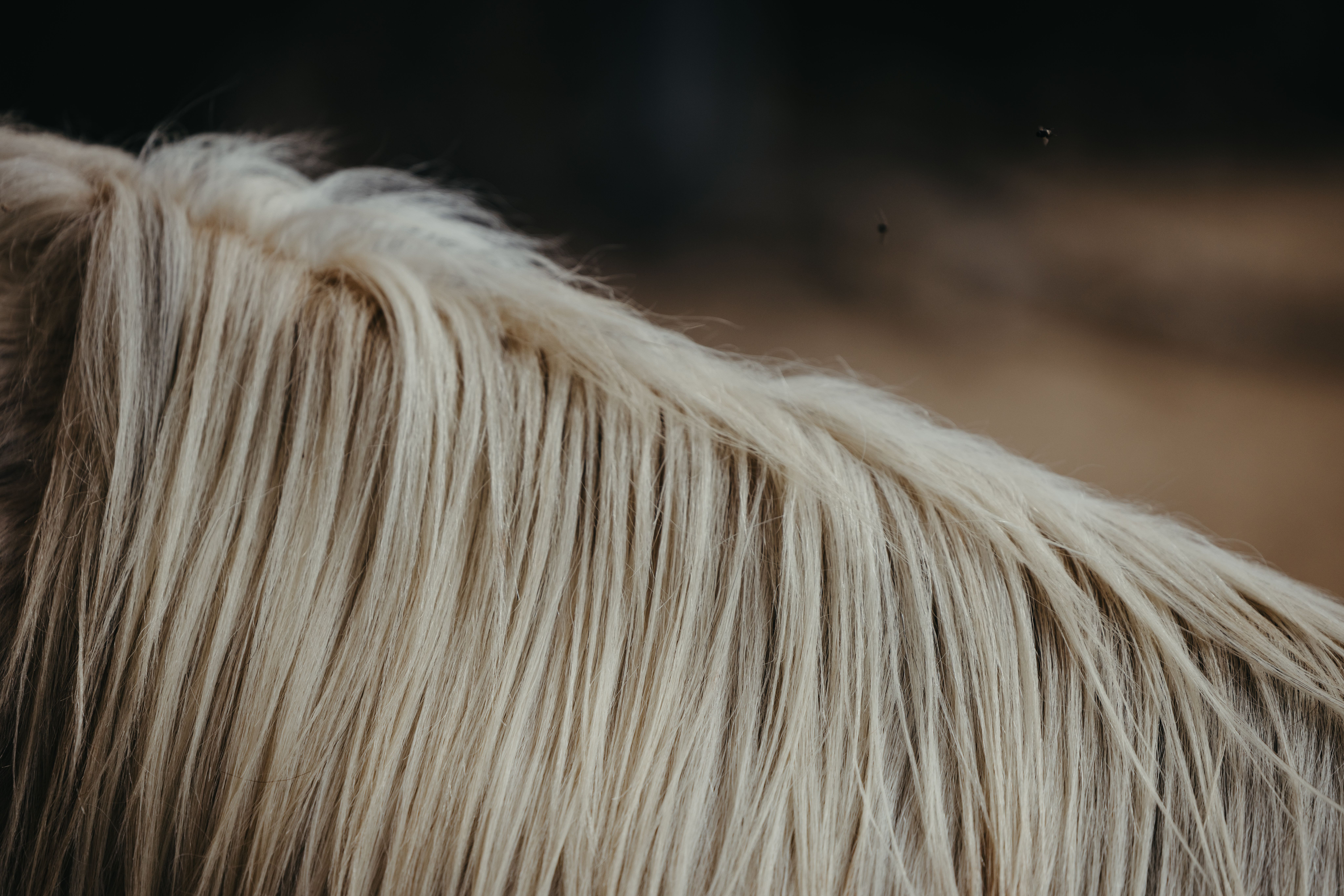 Close-up on White Horse Mane · Free Stock Photo