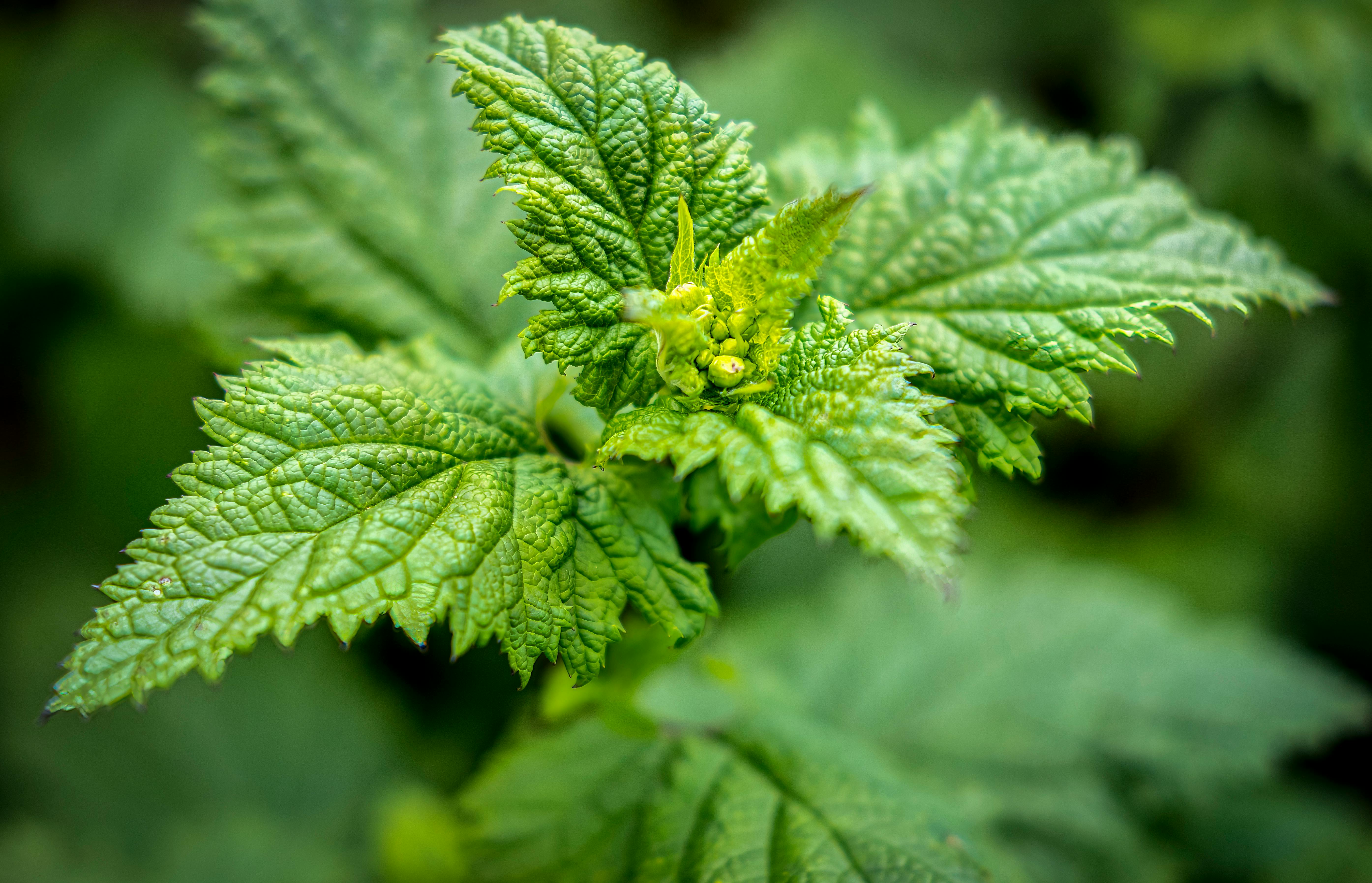 Green Leaves · Free Stock Photo