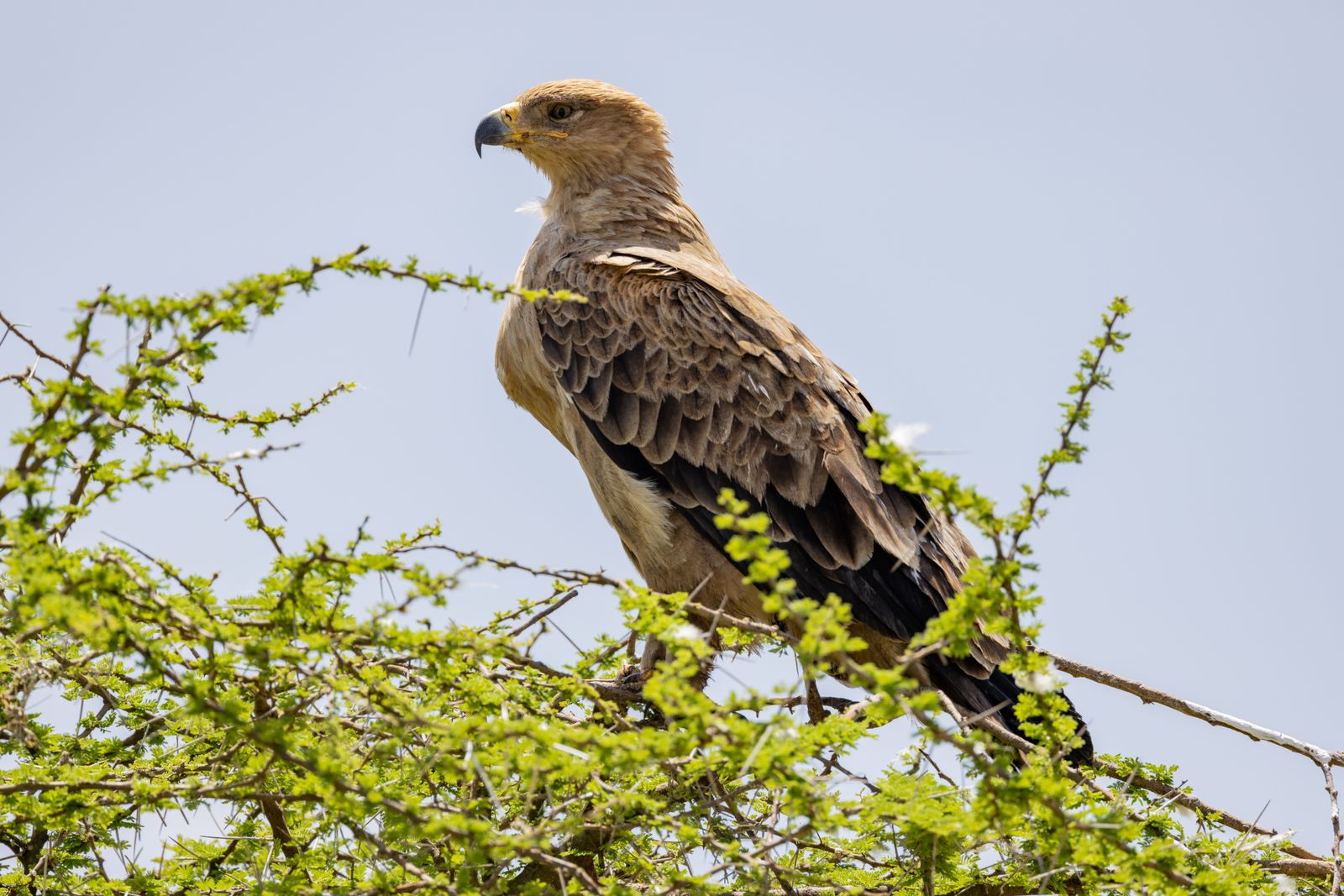 Tawny Eagle Photos, Download The BEST Free Tawny Eagle Stock Photos ...