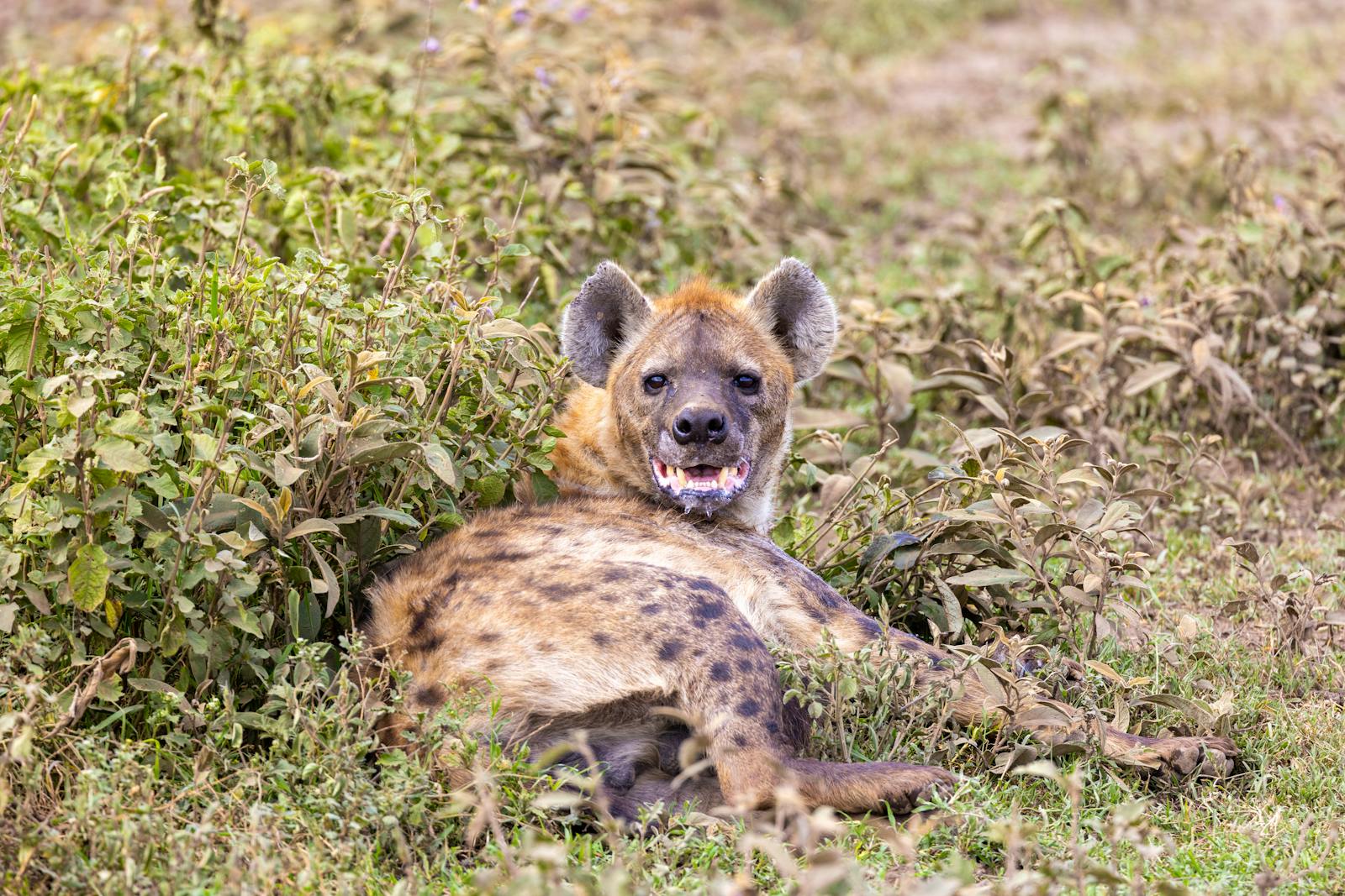 Hyena Photos, Download The BEST Free Hyena Stock Photos & HD Images