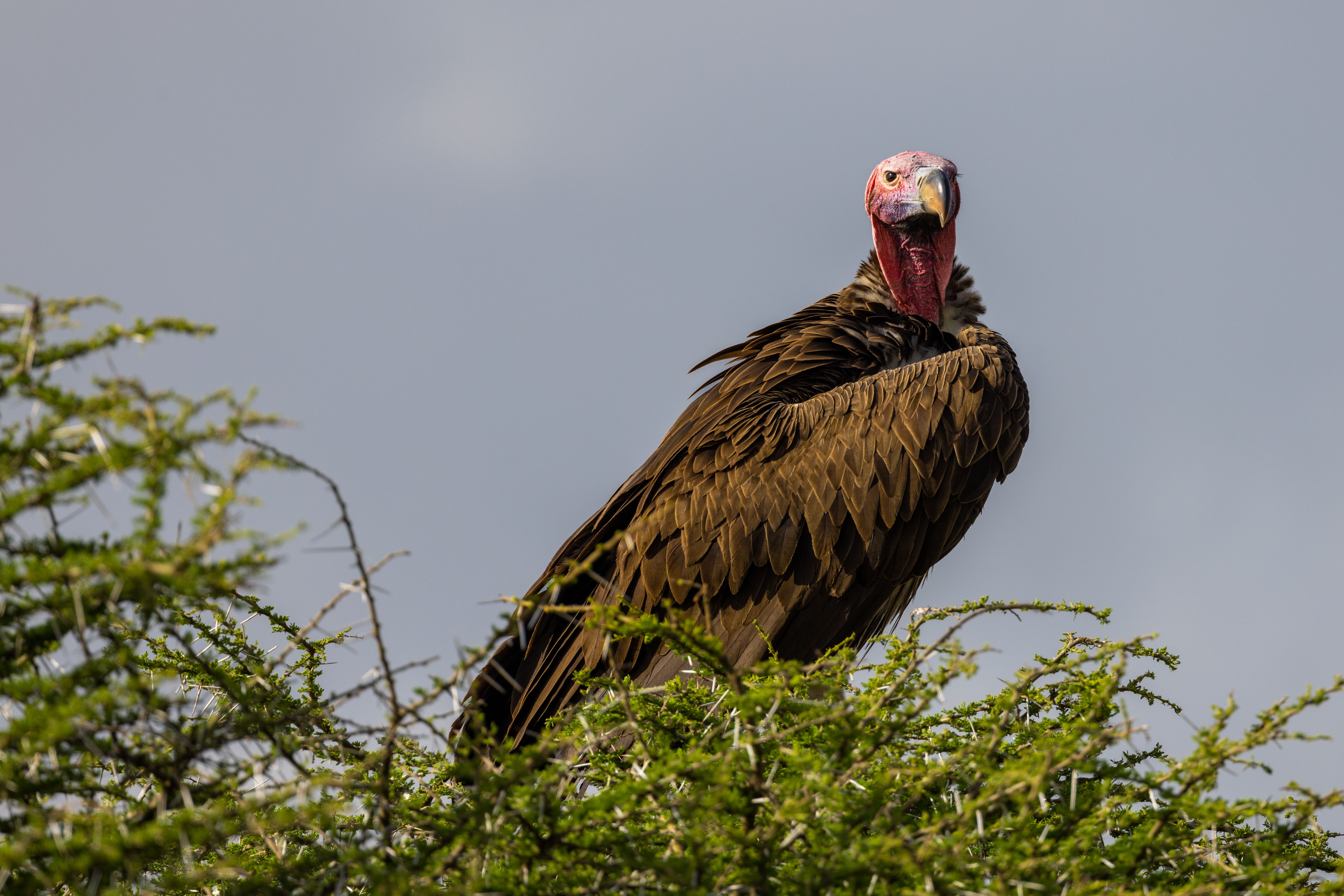 Portrait of Vulture · Free Stock Photo