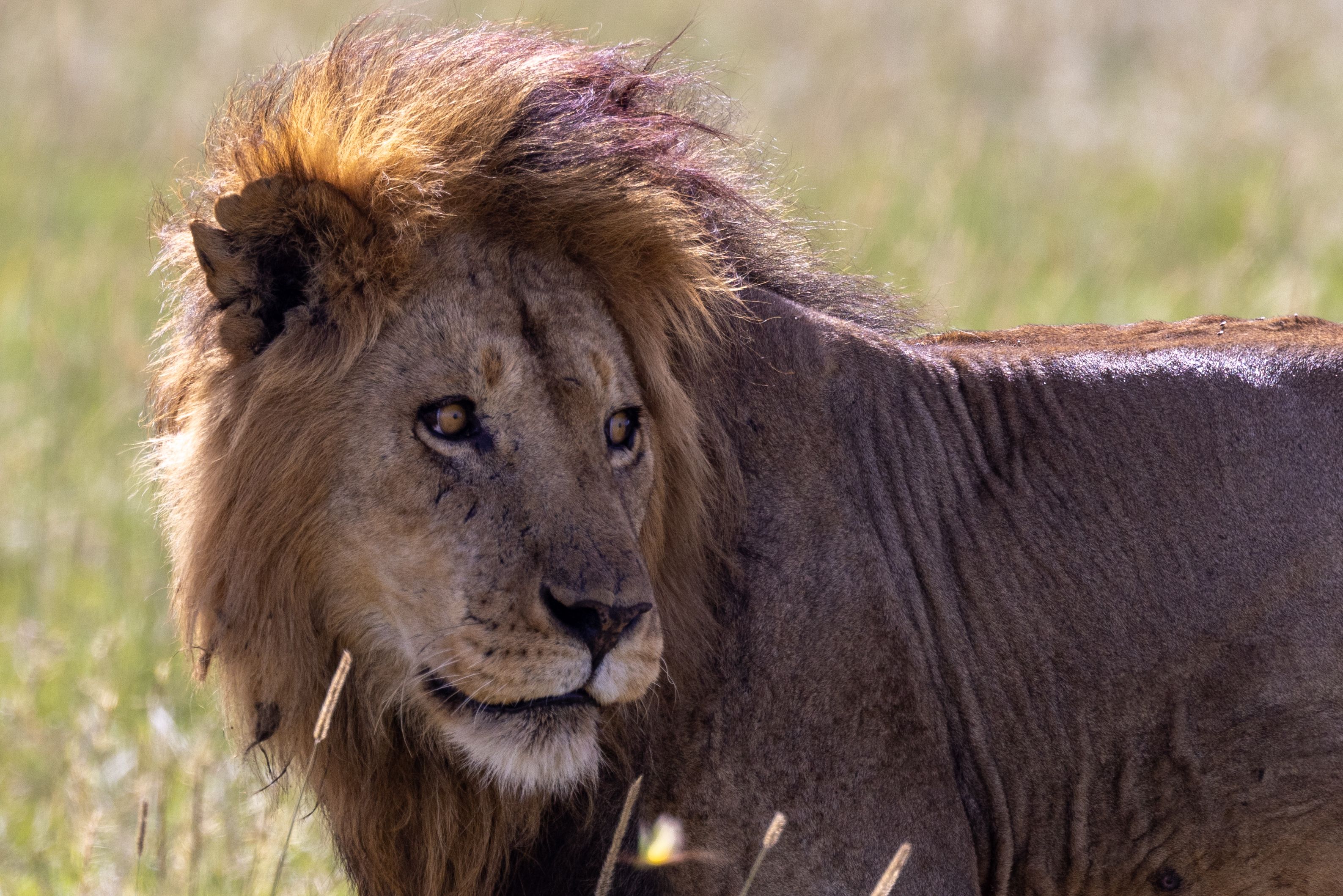Lion in Savannah · Free Stock Photo
