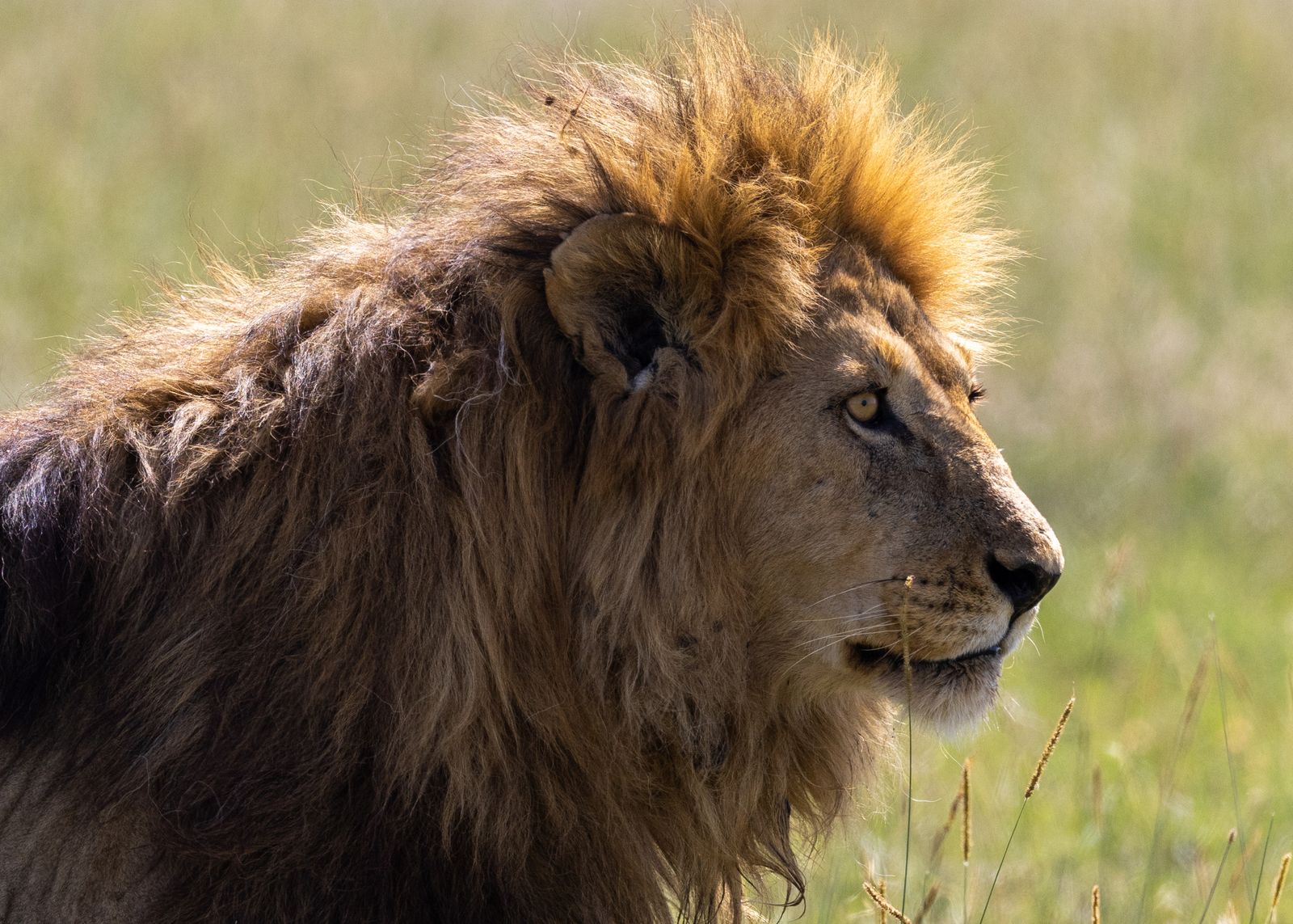 Lion Side View Photos, Download The BEST Free Lion Side View Stock ...