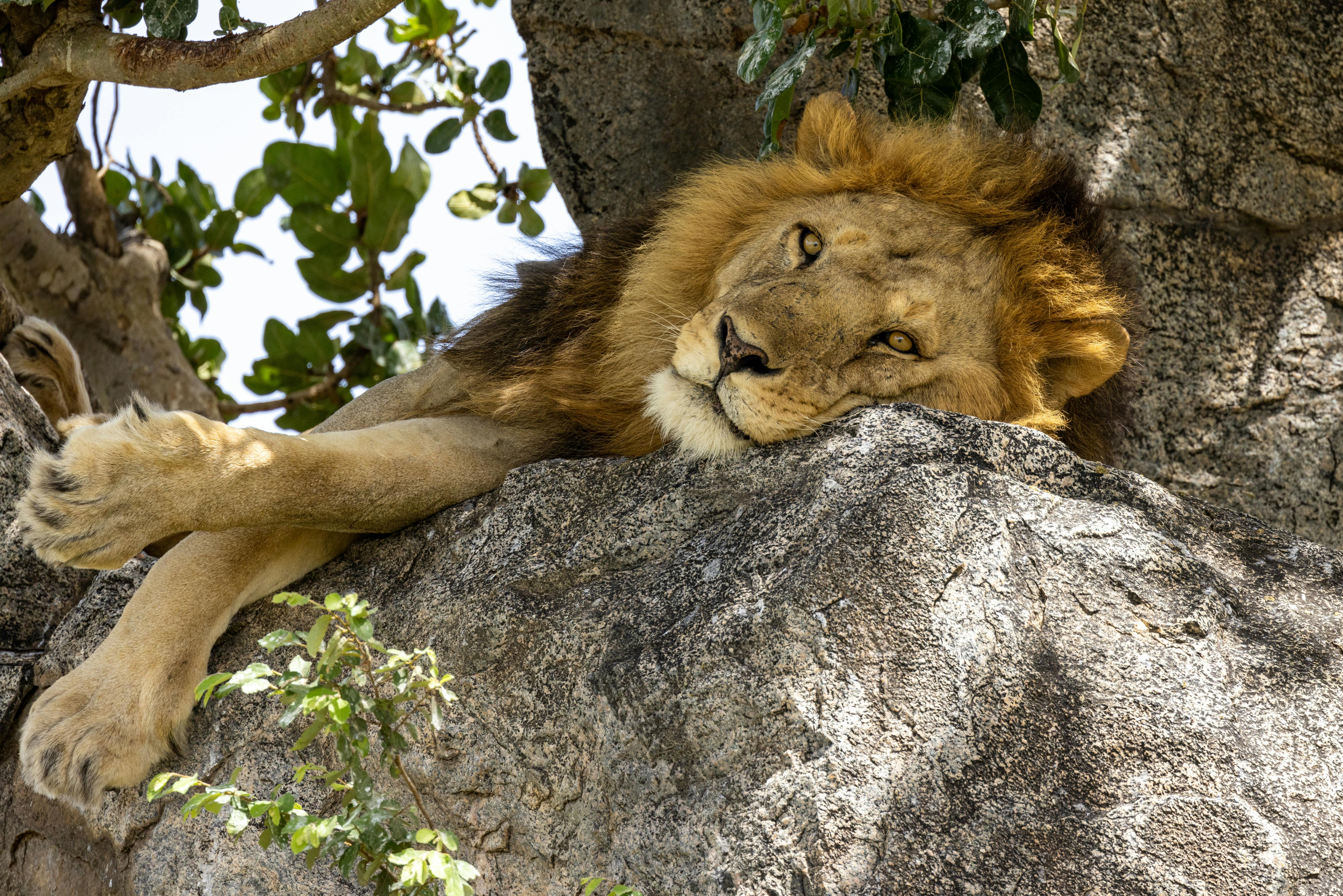 Lion Resting on Rock Formation · Free Stock Photo