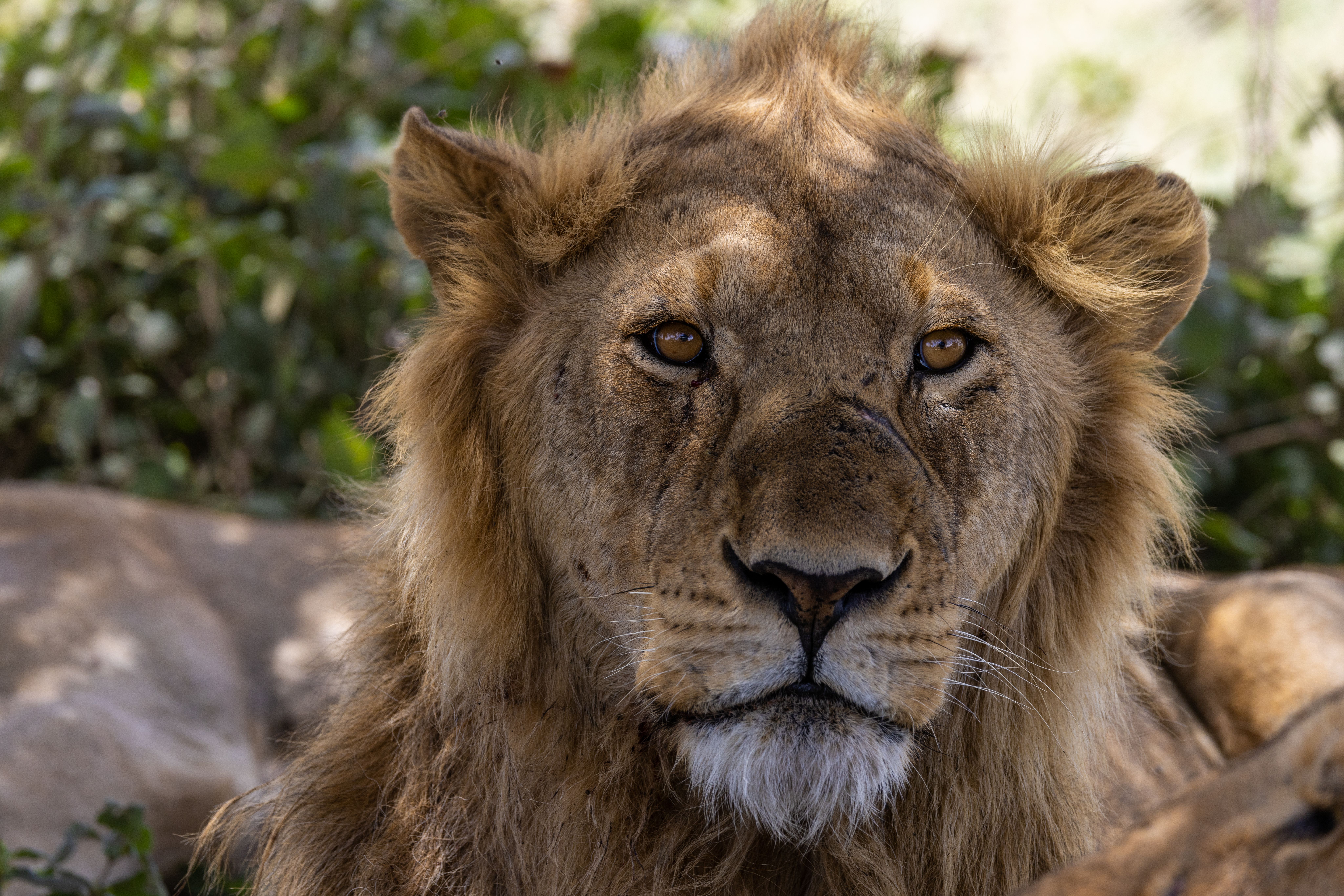 Lion in Close Up · Free Stock Photo