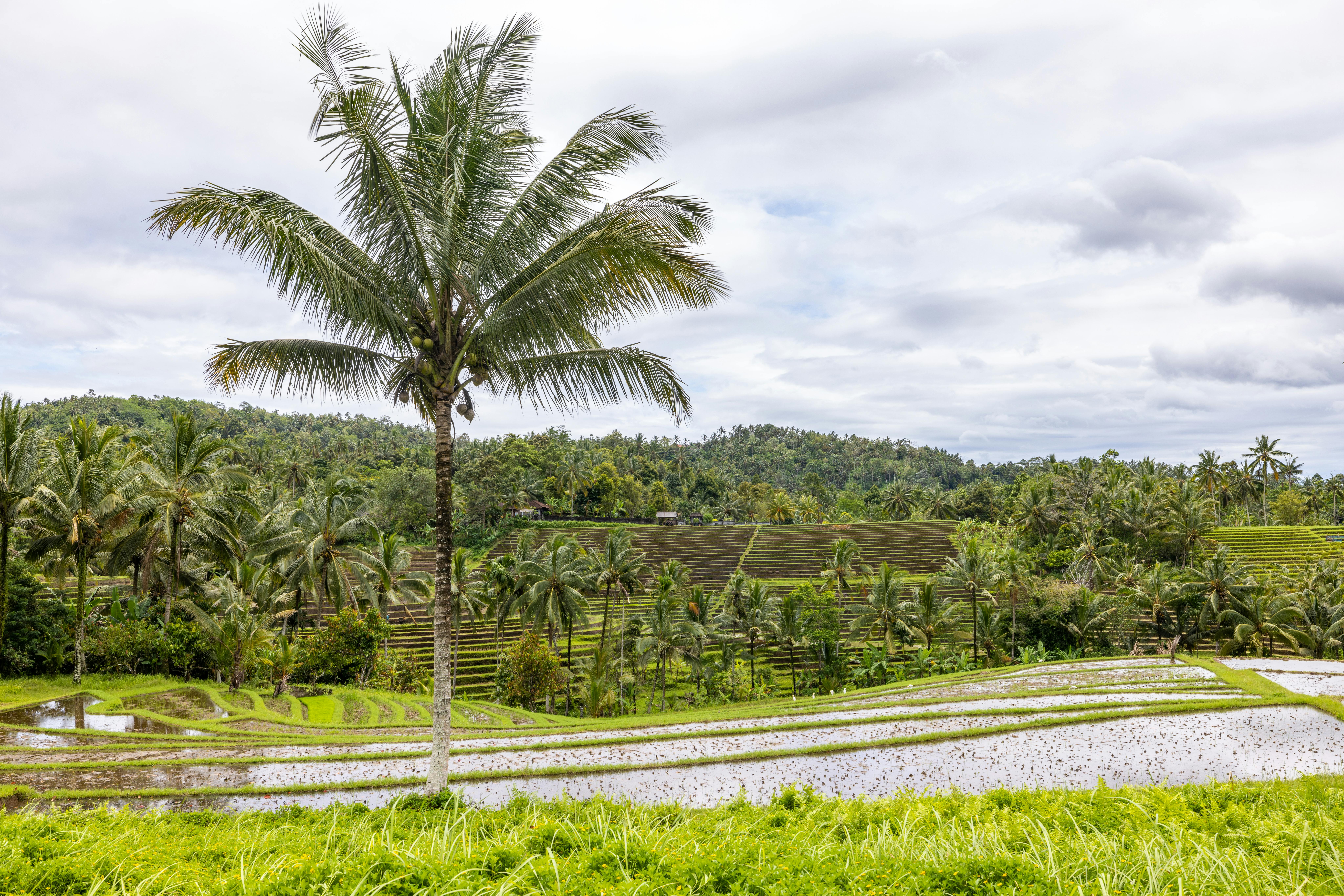 Terraced Rice Paddies · Free Stock Photo