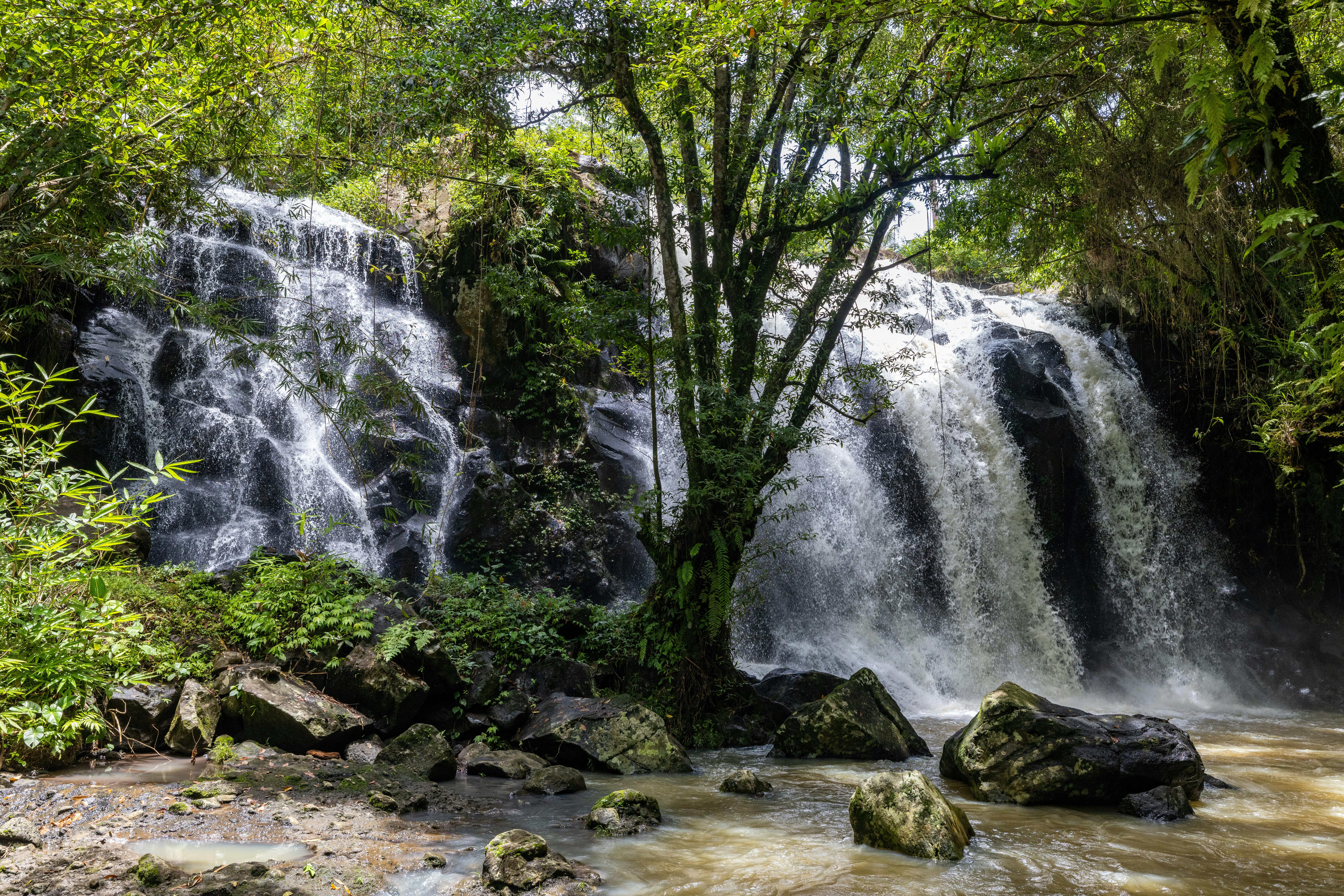 Waterfall Surrounded by Green Leaf Trees · Free Stock Photo
