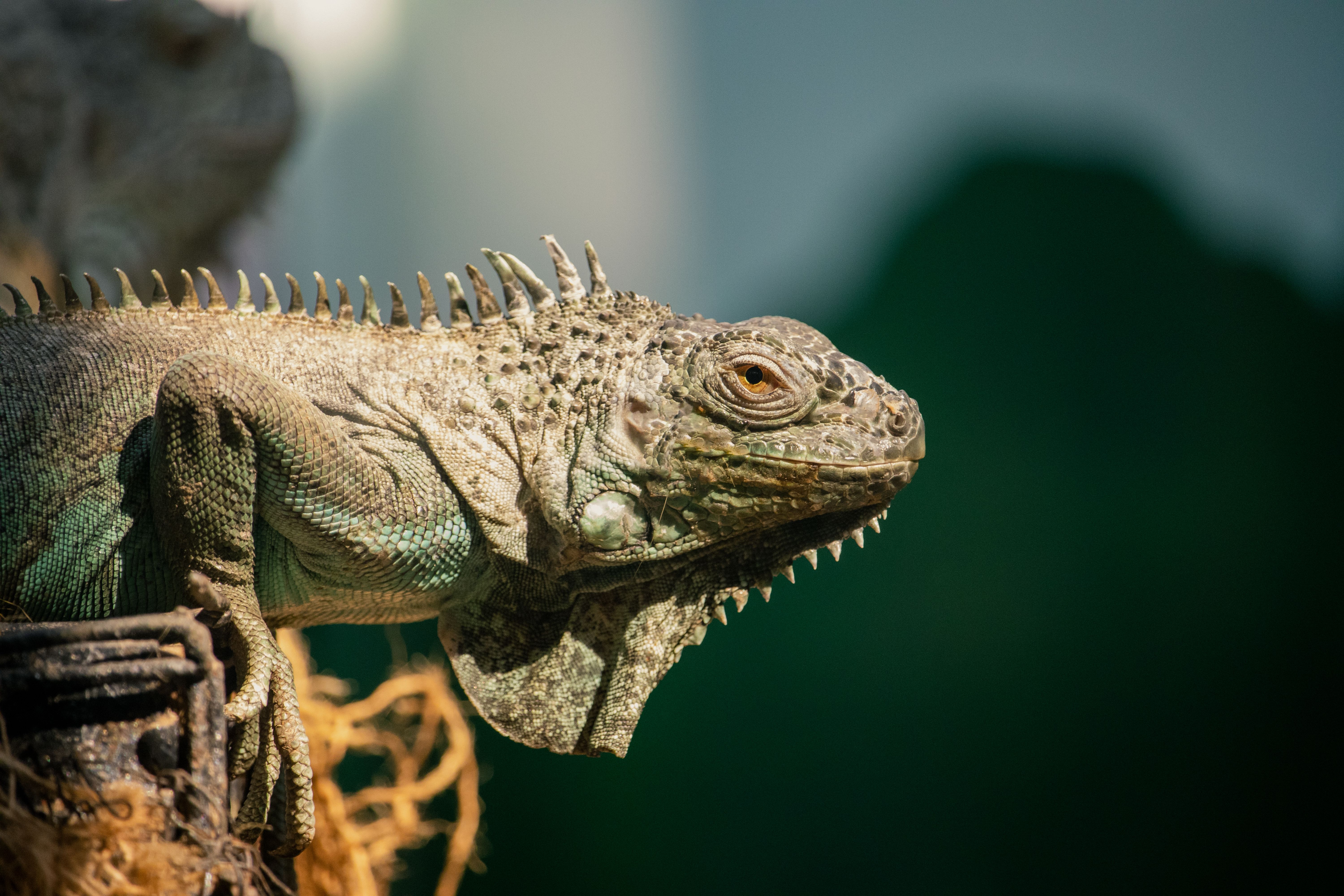 Green and Gray Chameleon · Free Stock Photo