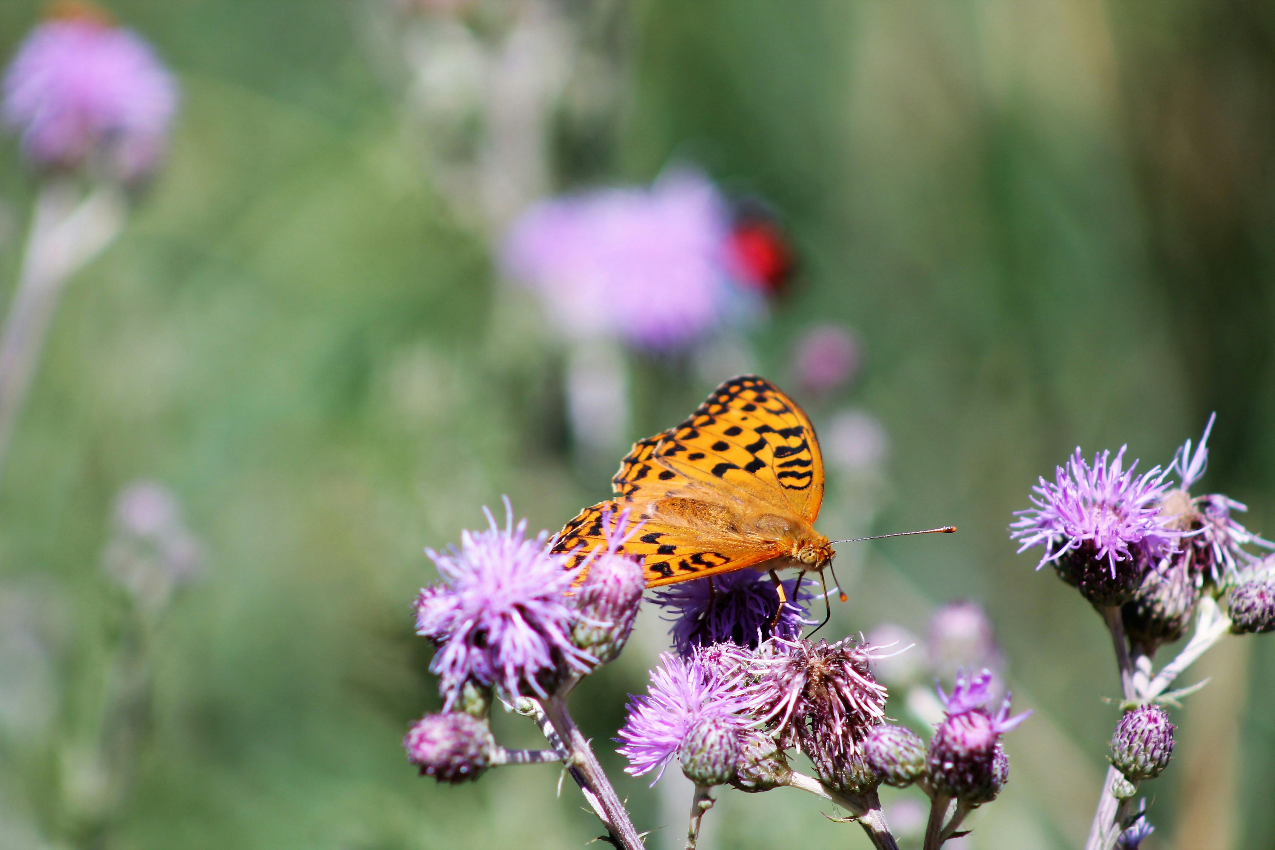 Yellow Butterfly Photos, Download The BEST Free Yellow Butterfly Stock ...