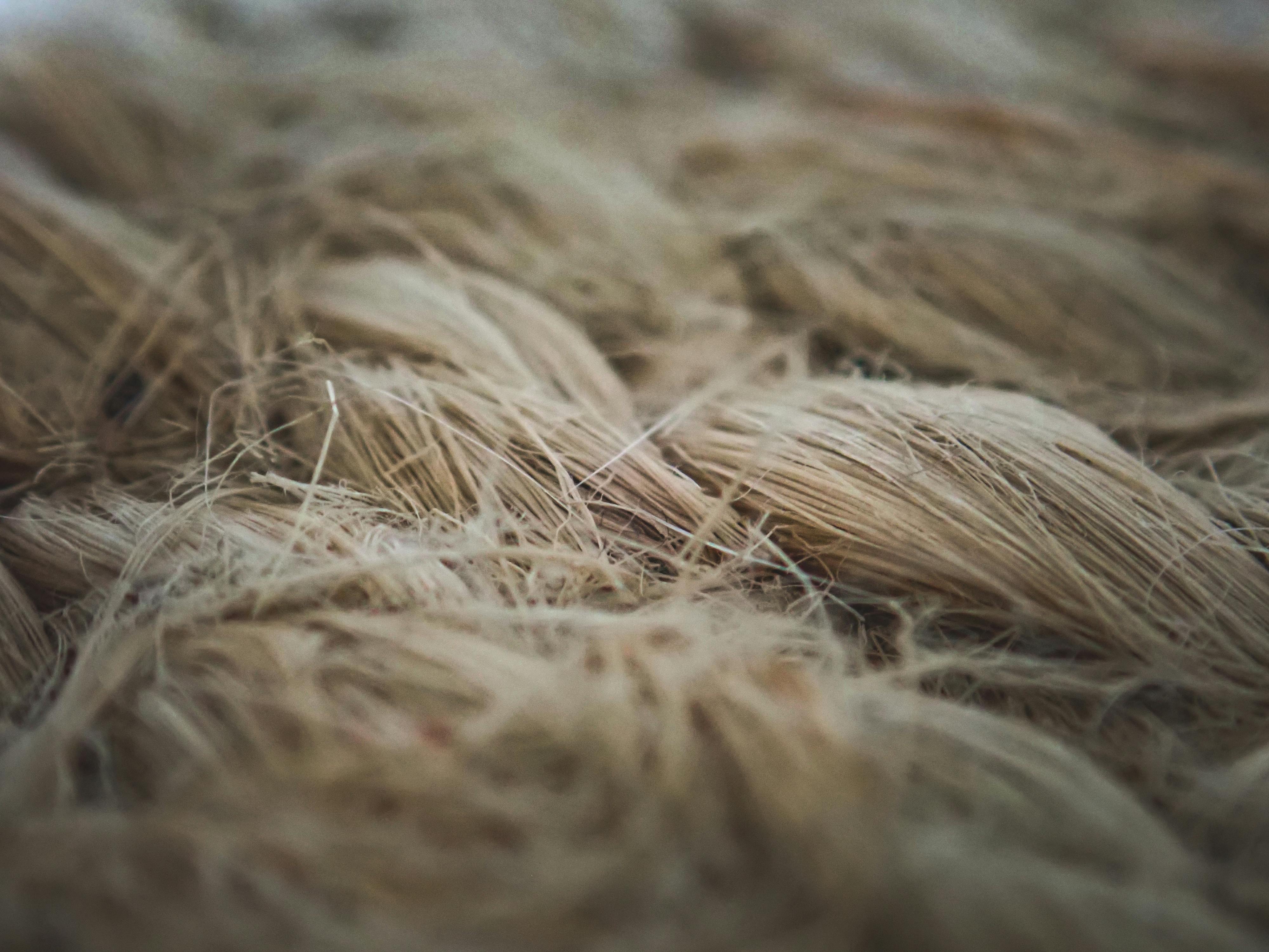 Flax Fibers Used to Make Linen · Free Stock Photo