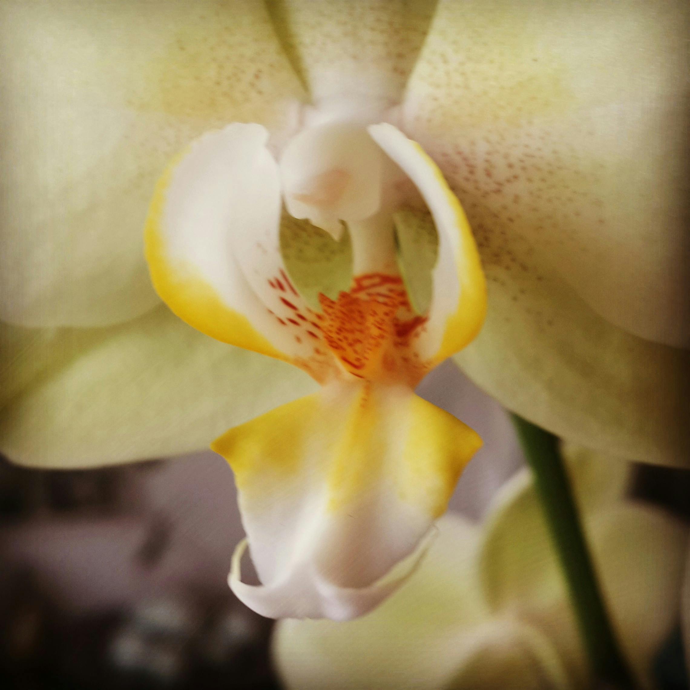Free stock photo of closeup, flowers, petals
