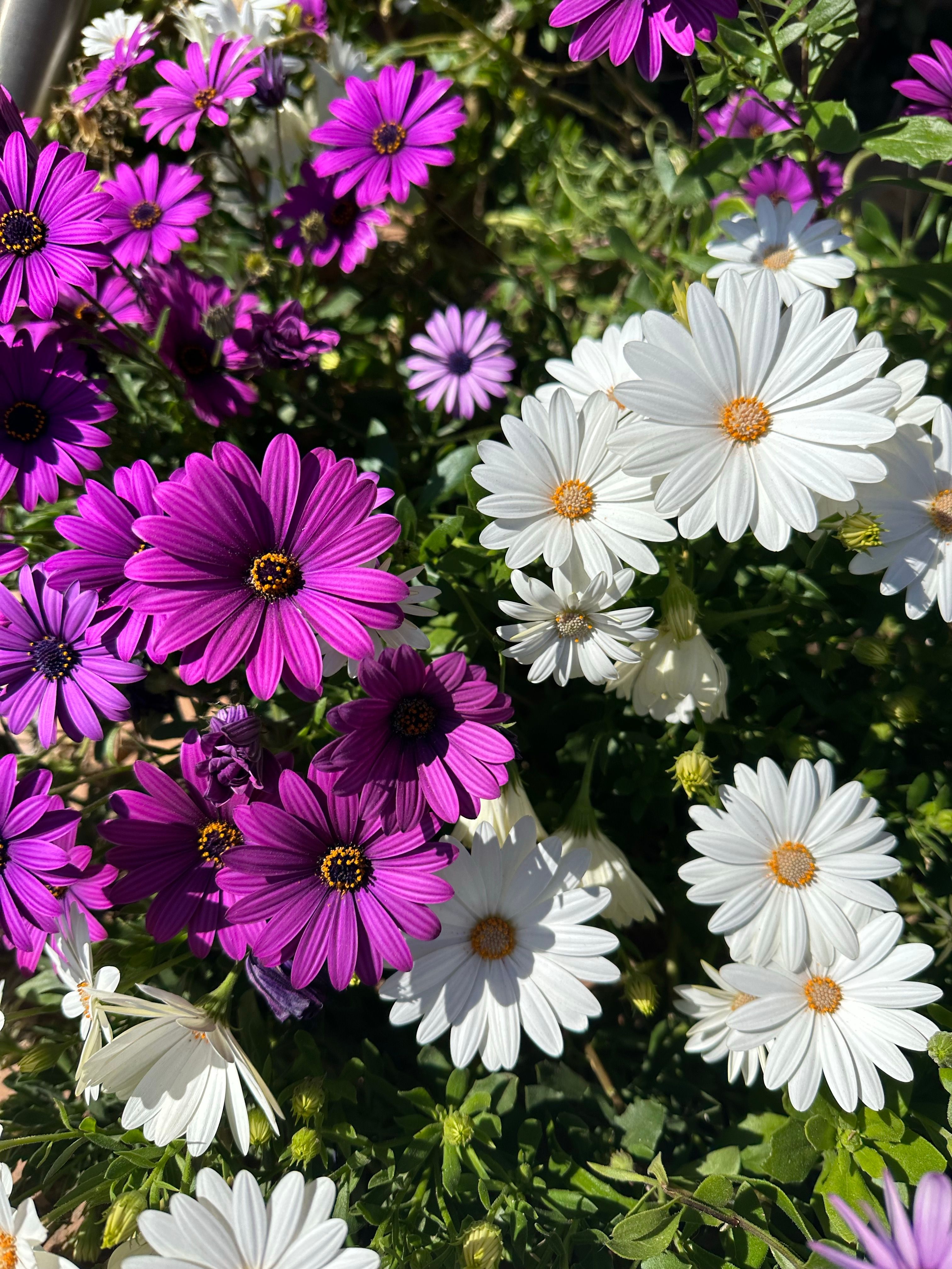 A Close-up of Purple and White Daisies · Free Stock Photo