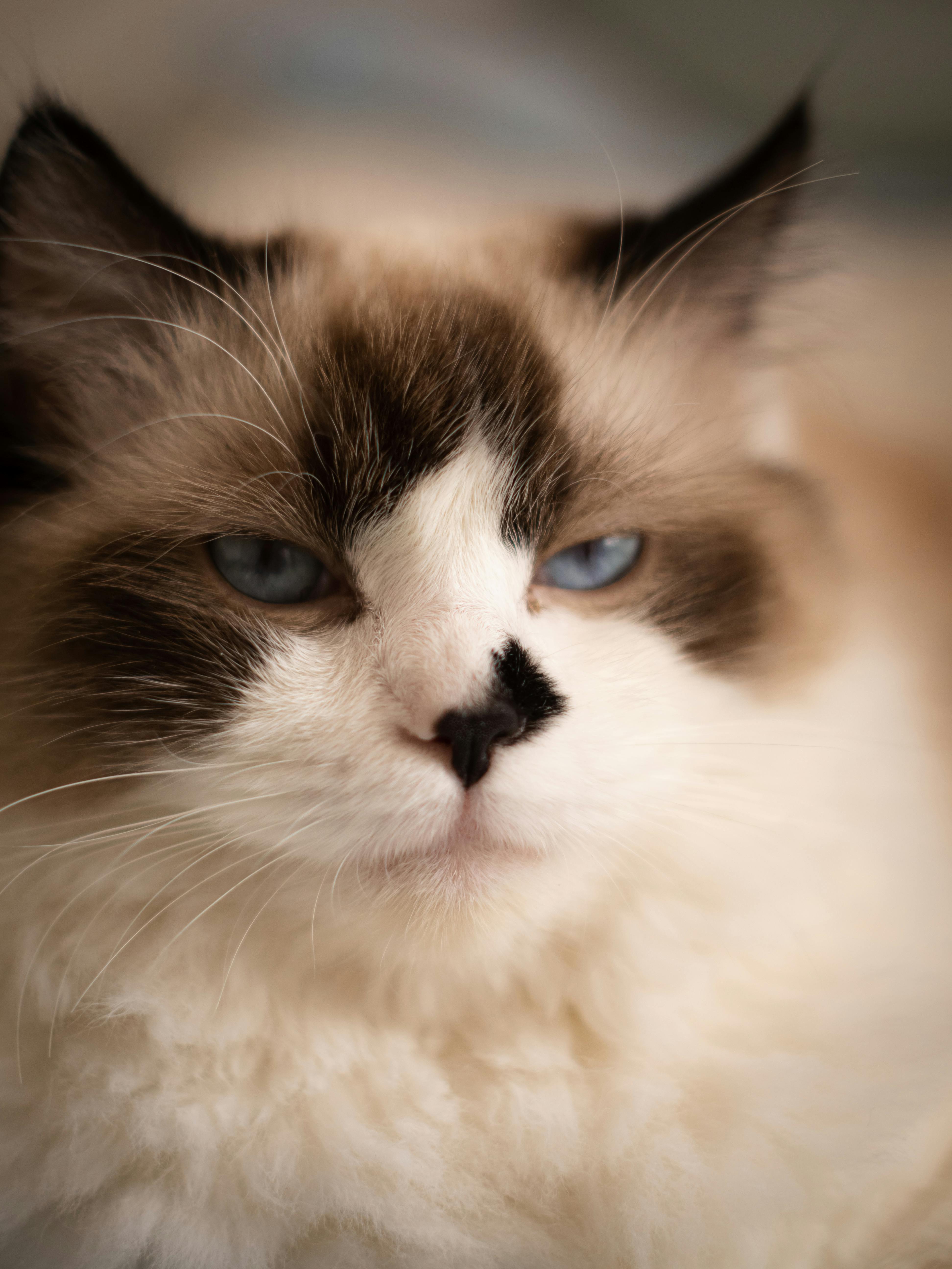 Smacking Head Photos, Download The BEST Free Smacking Head Stock Photos ...