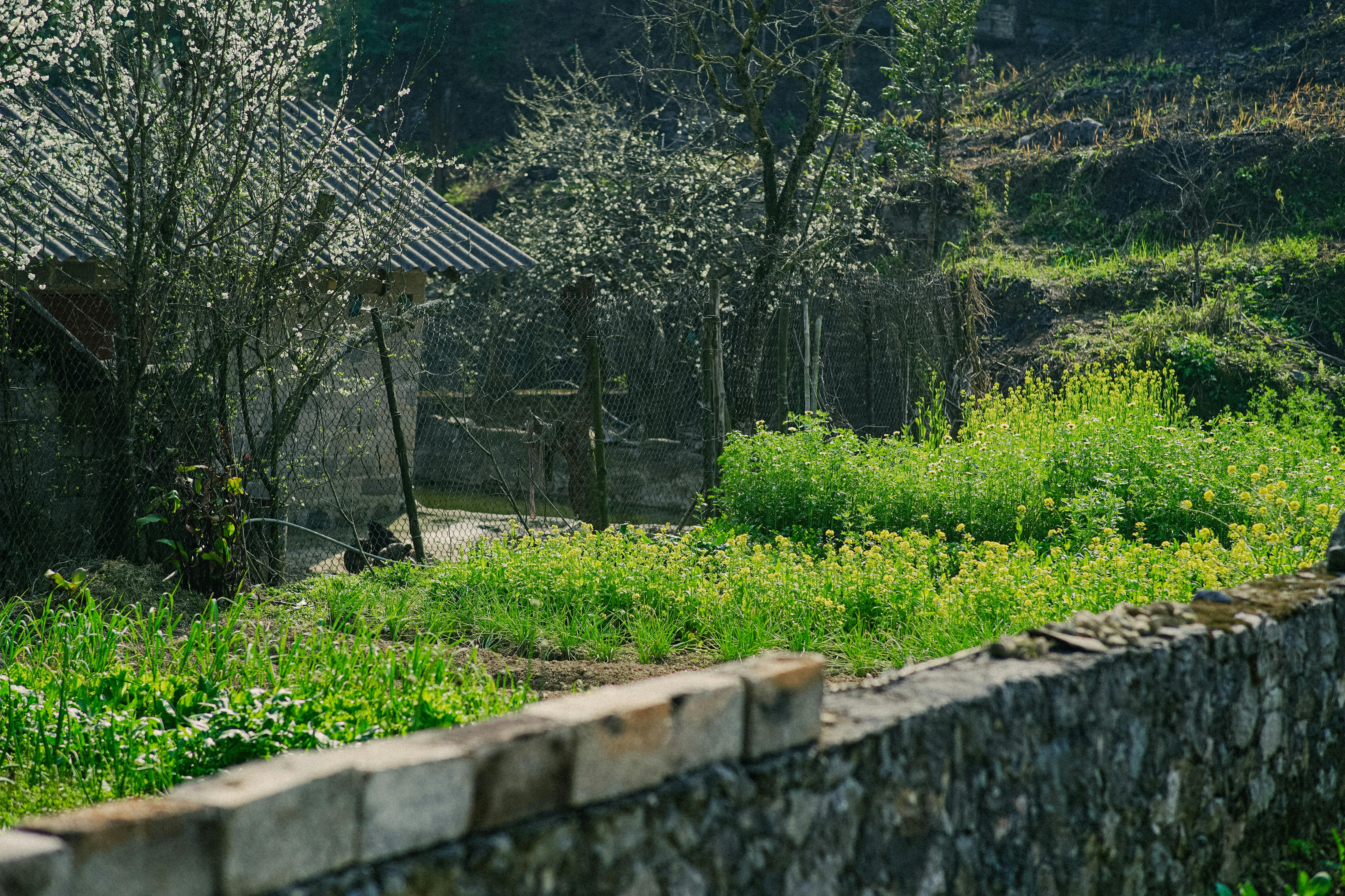 Rural Herbs Garden · Free Stock Photo