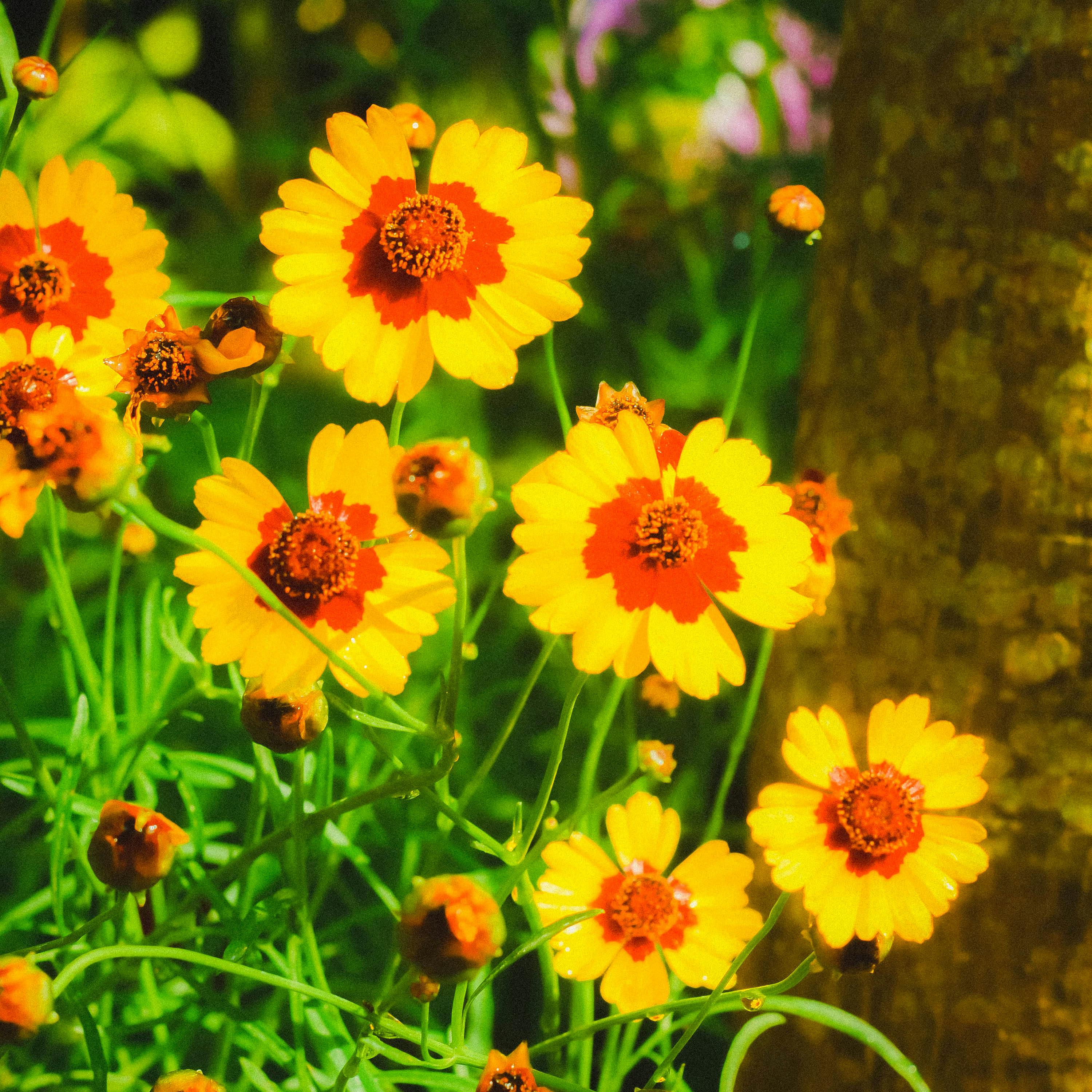 Yadanar Kyaw - 사진