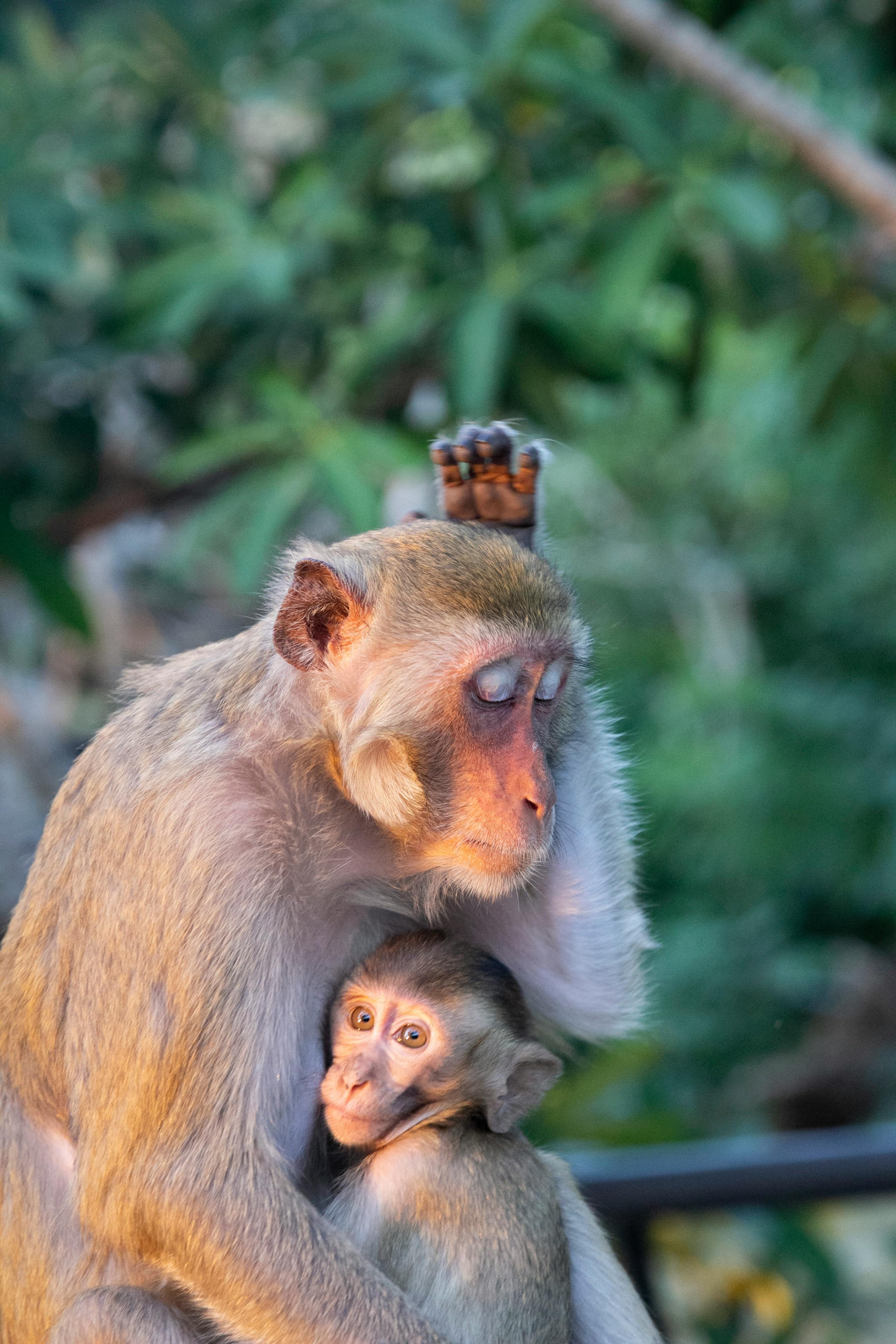 Two Sitting Monkeys · Free Stock Photo