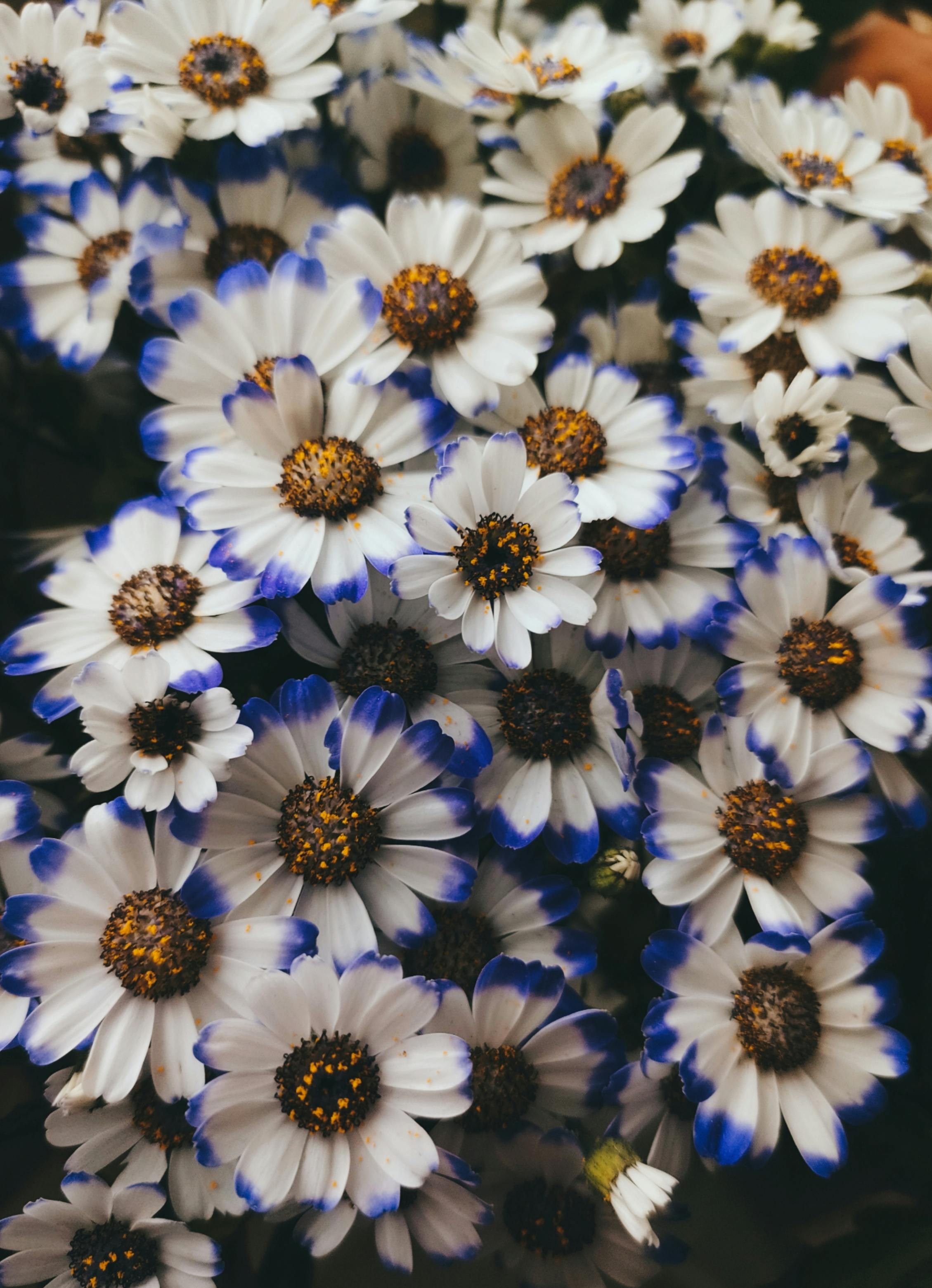 Bunch of Flowers · Free Stock Photo