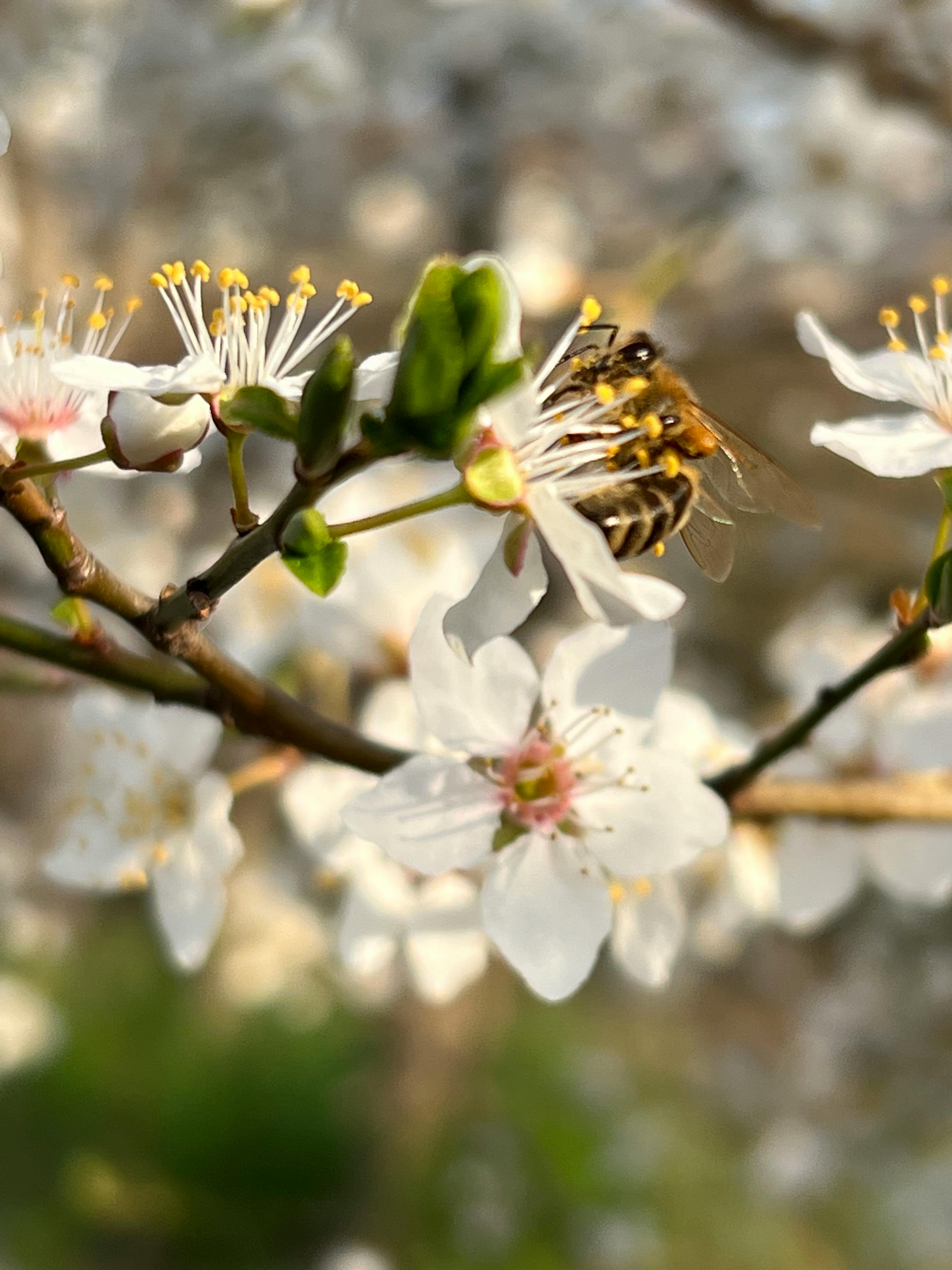 Albert Roman – Fotografie