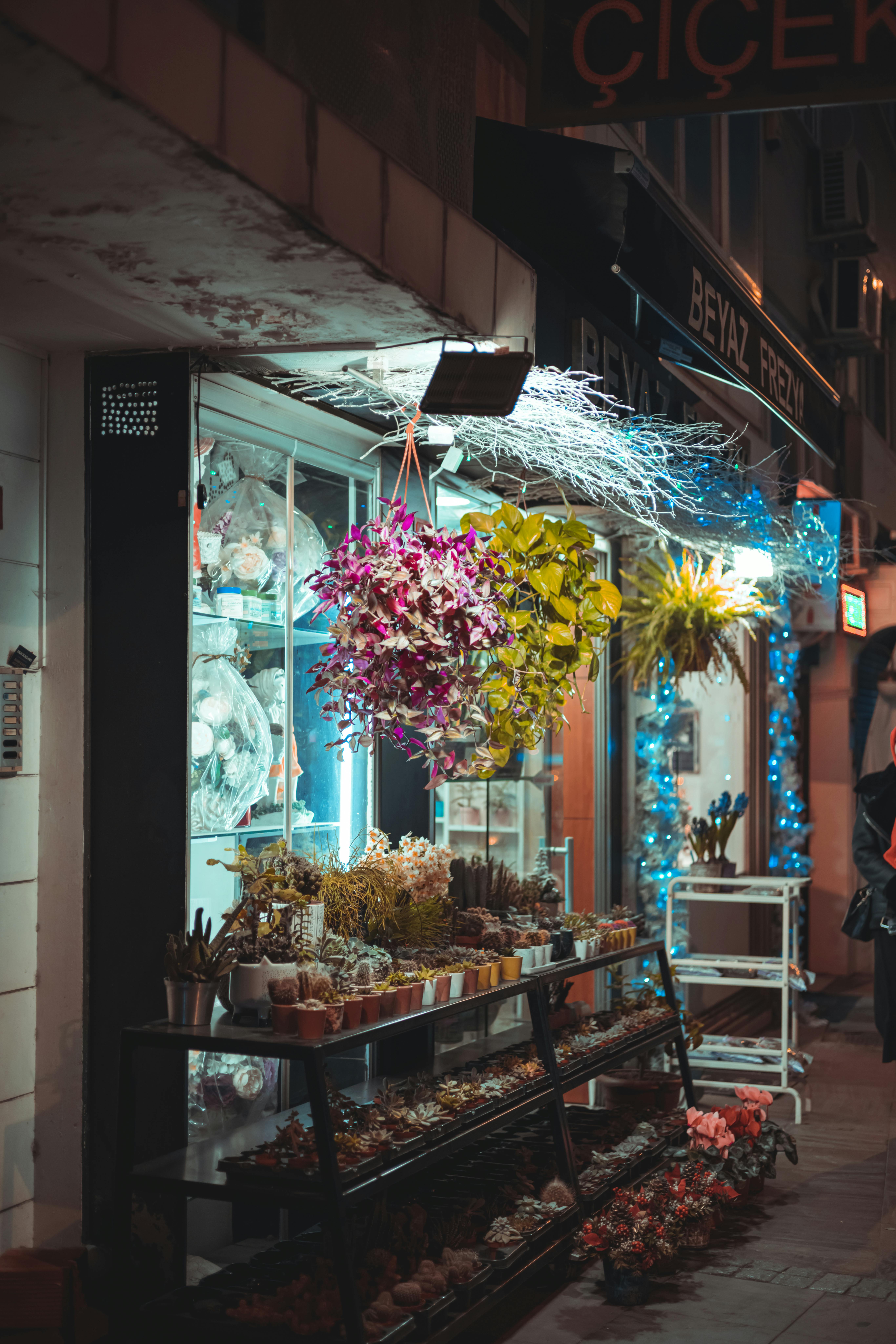 Potted Plants on Display · Free Stock Photo