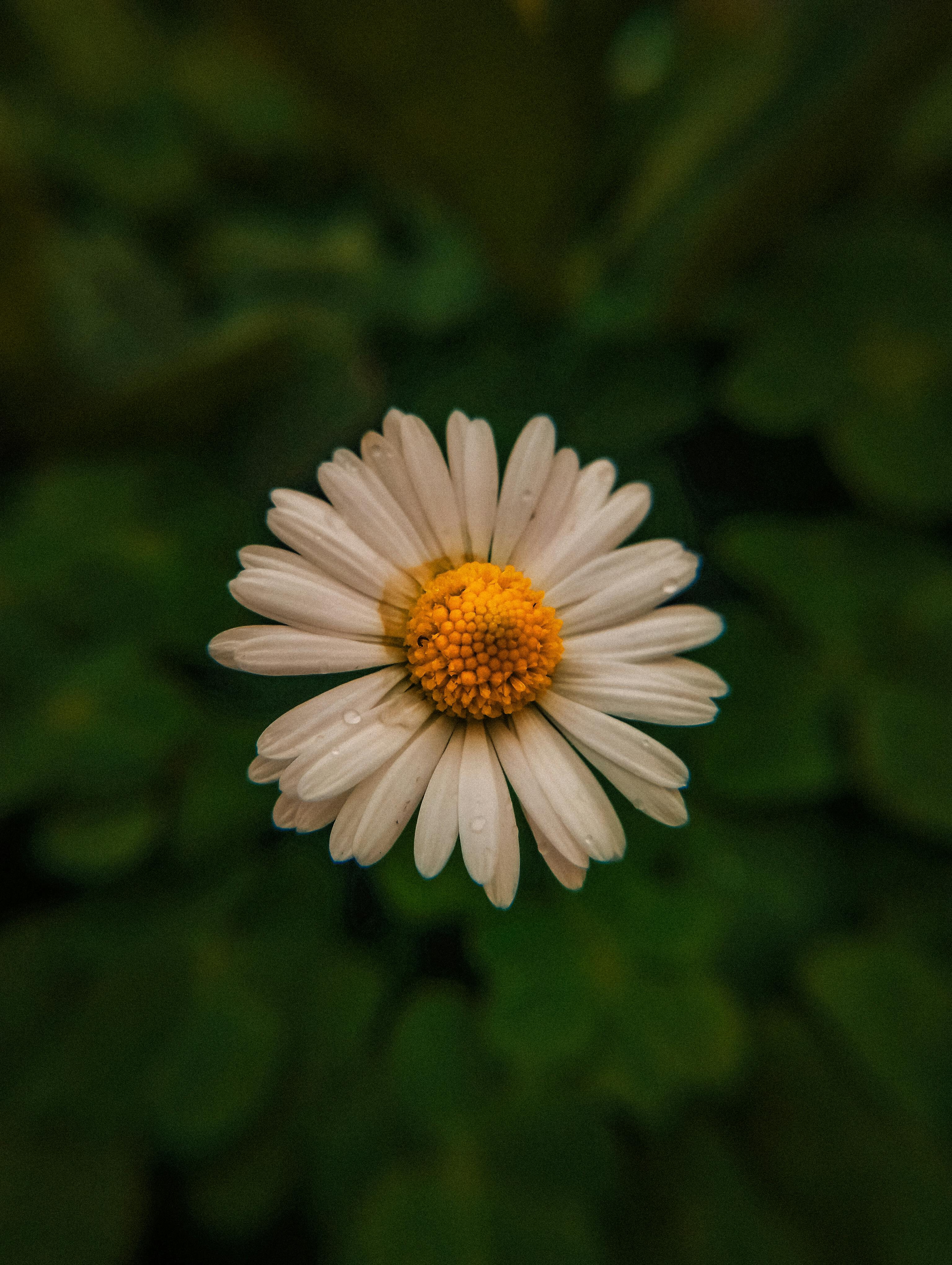 Close-up of a Daisy Flower · Free Stock Photo
