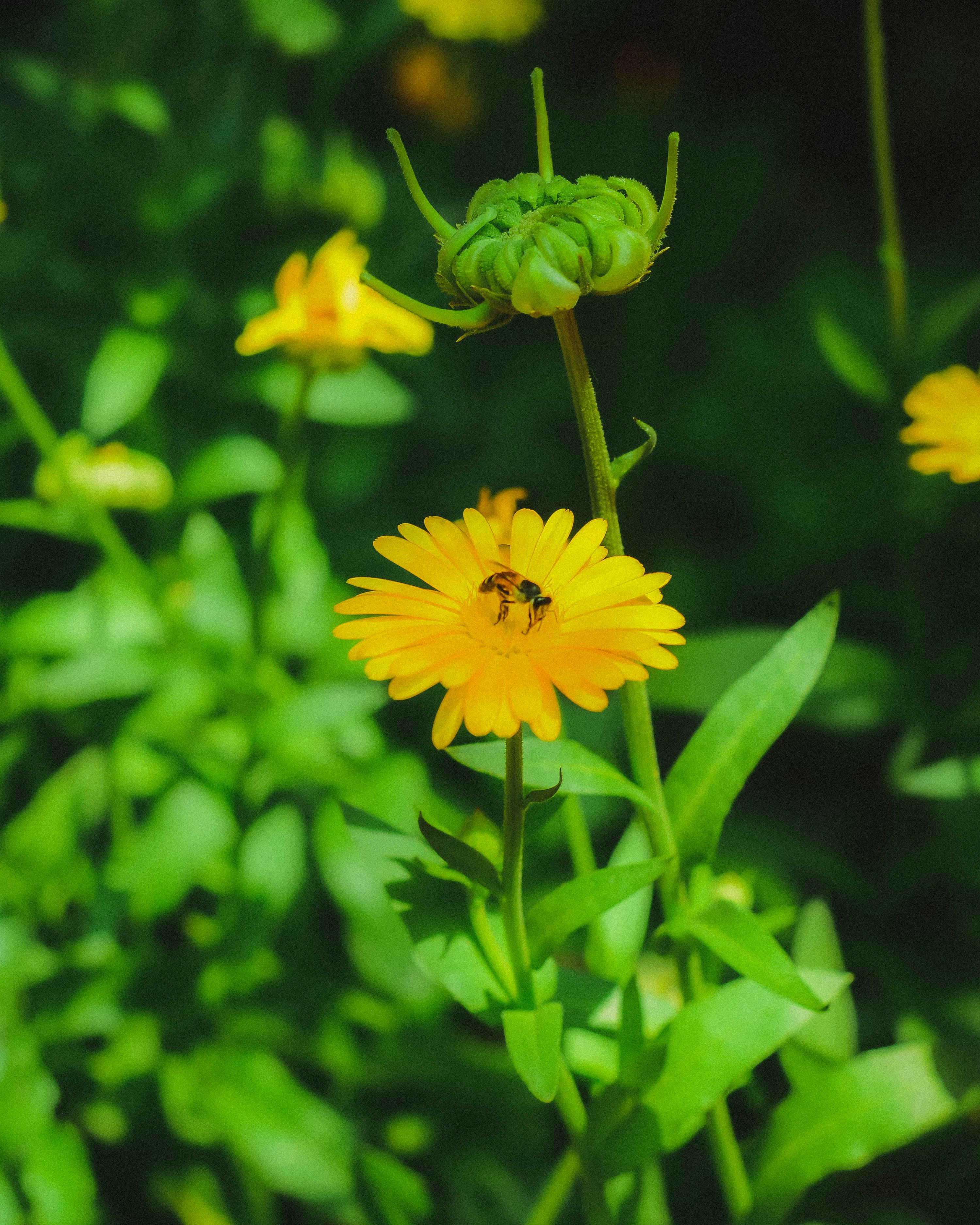 Yadanar Kyaw - 사진