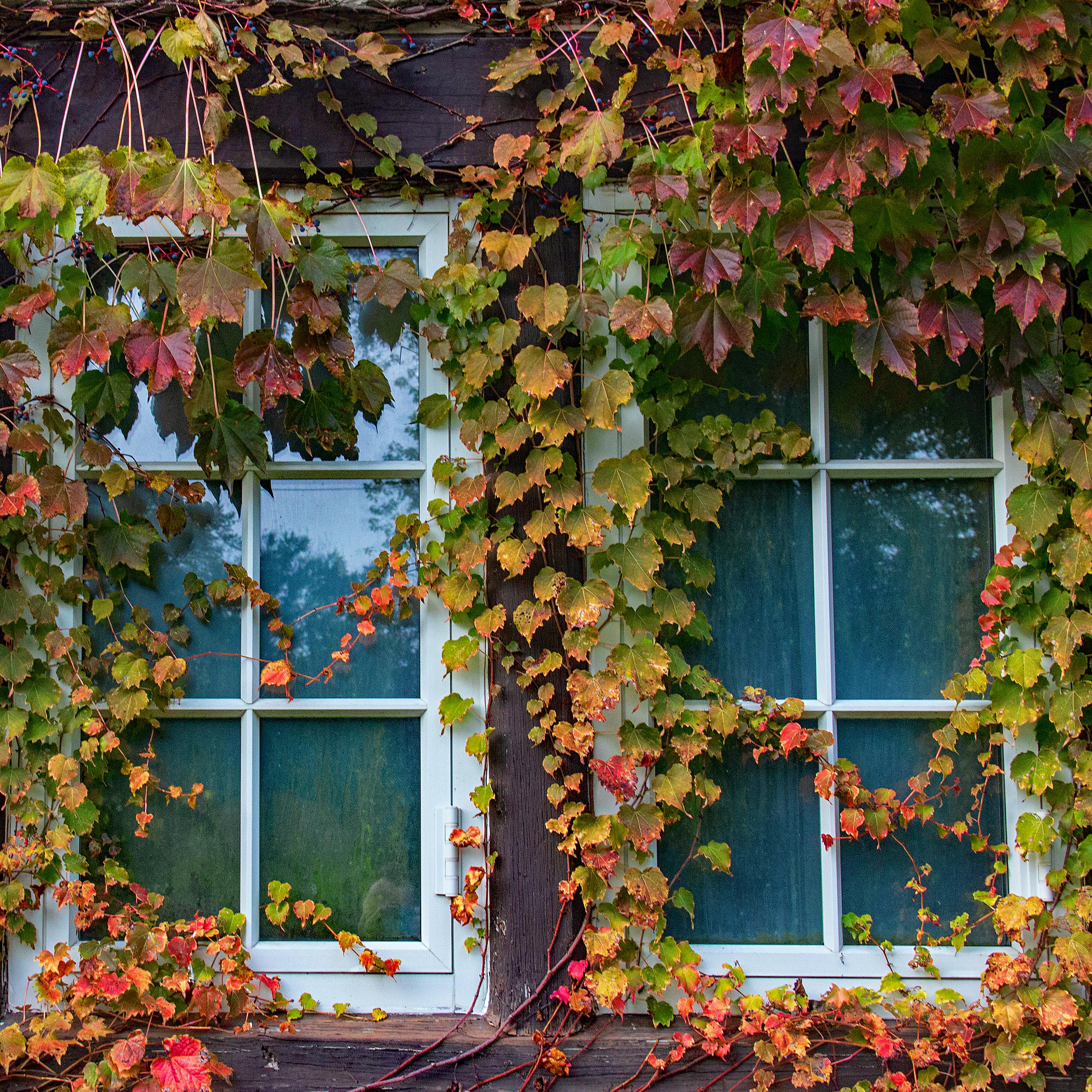 Photo of Window With Vine Plants · Free Stock Photo
