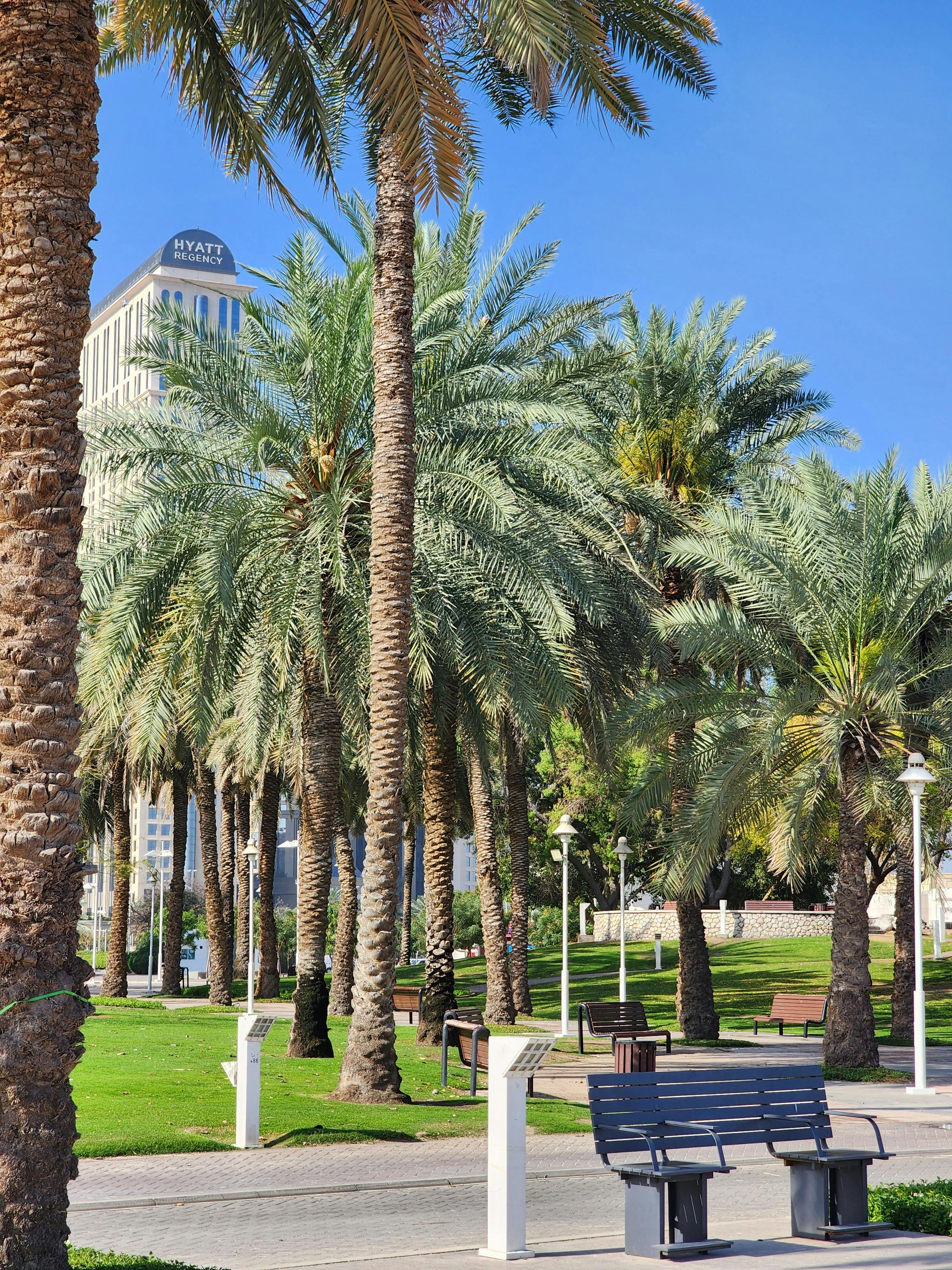 Palm Trees in a City Park · Free Stock Photo