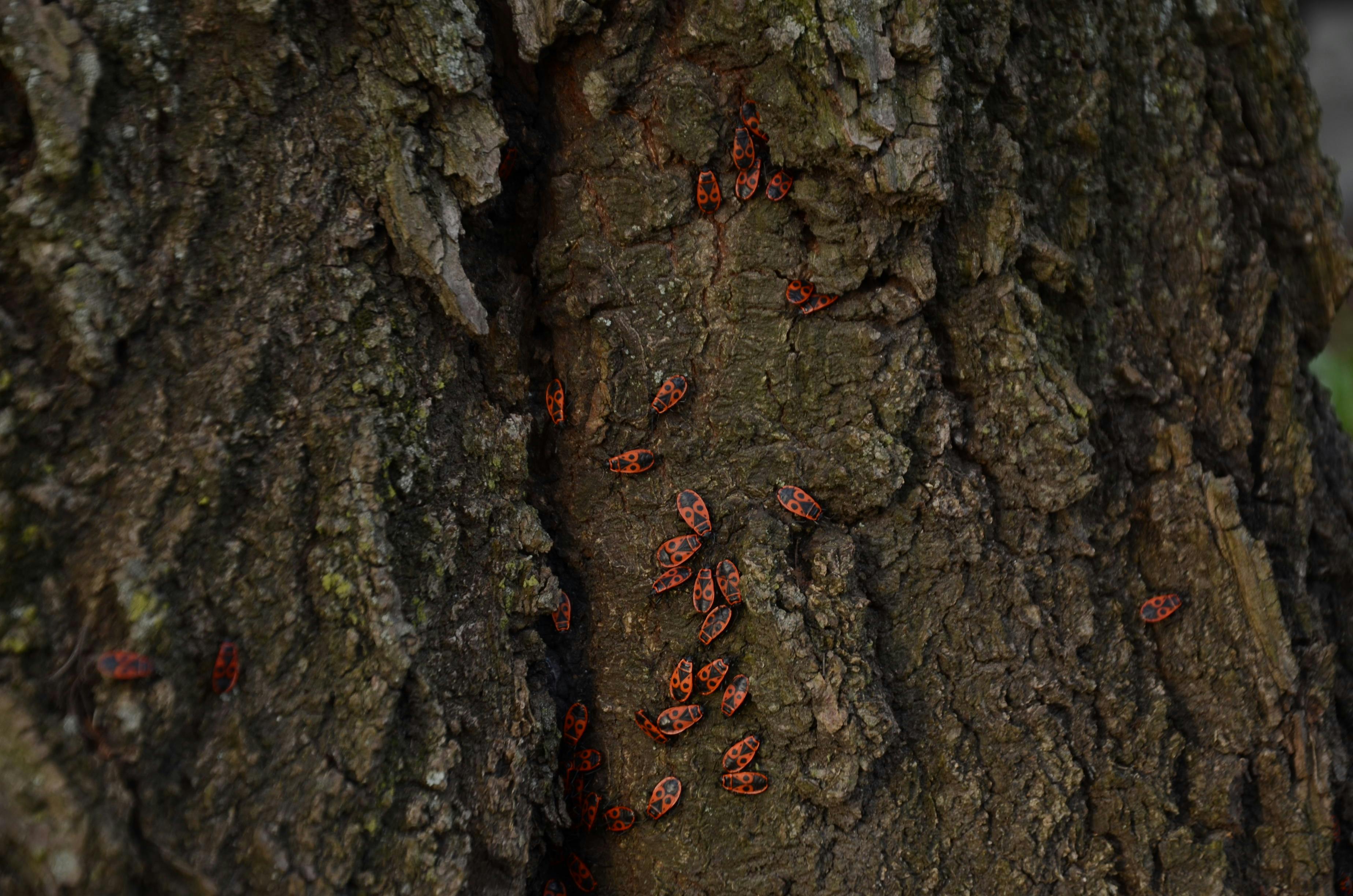 Insects on Tree · Free Stock Photo