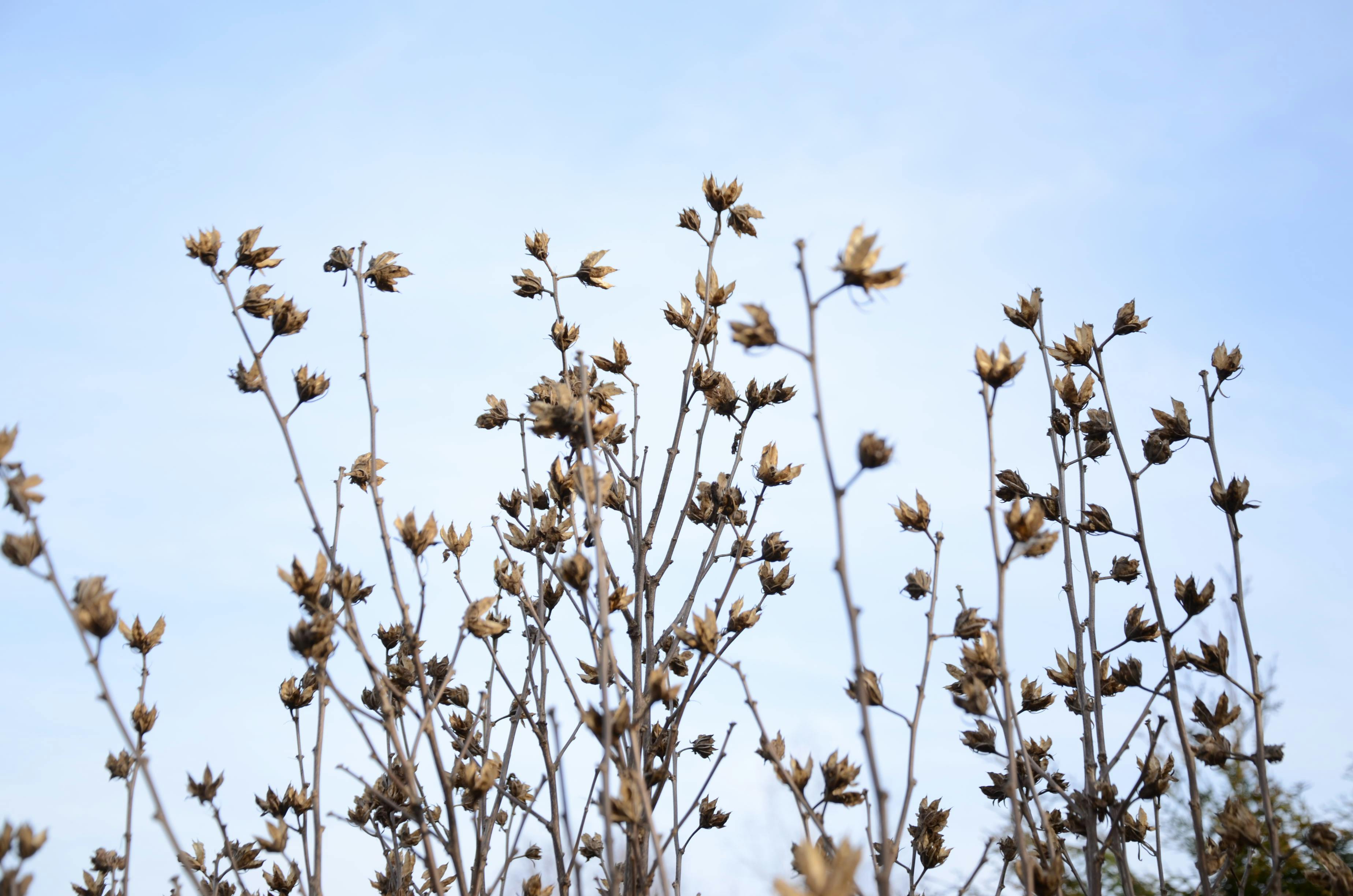 Branches of Shrub · Free Stock Photo