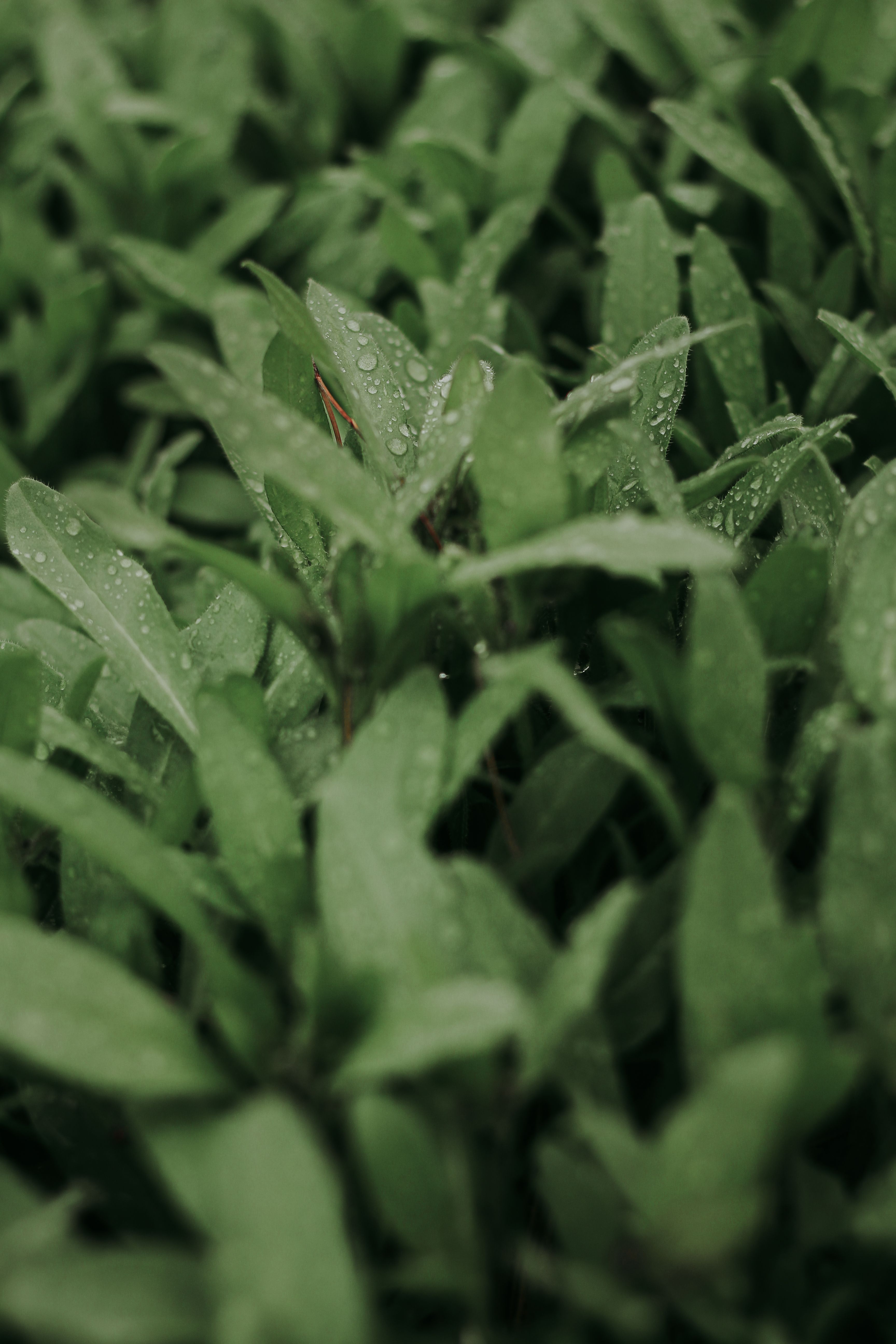 Black and White Photo of Large Plant Leaves Covered with Dew Drops ...