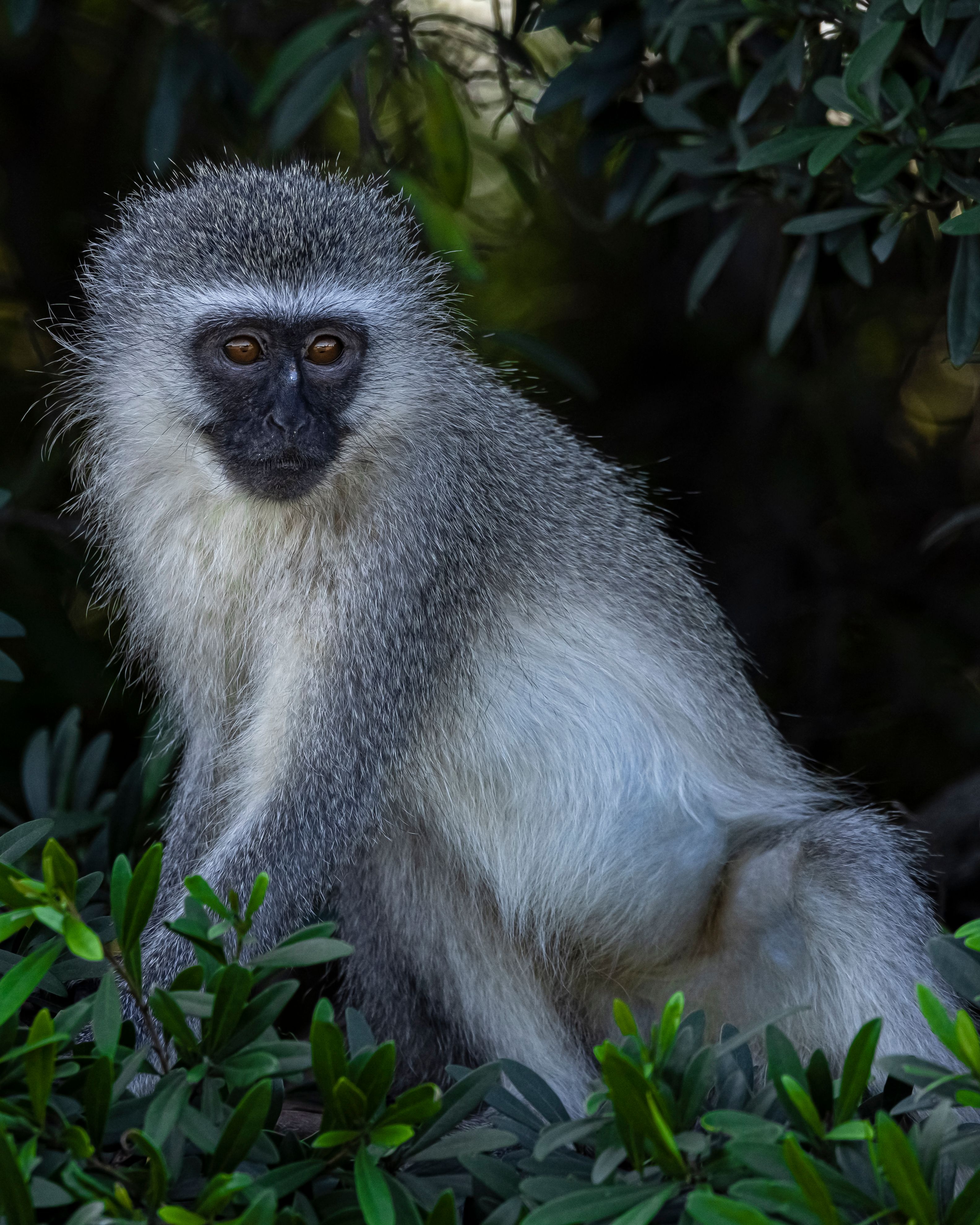 Photo of the Vervet Monkey · Free Stock Photo