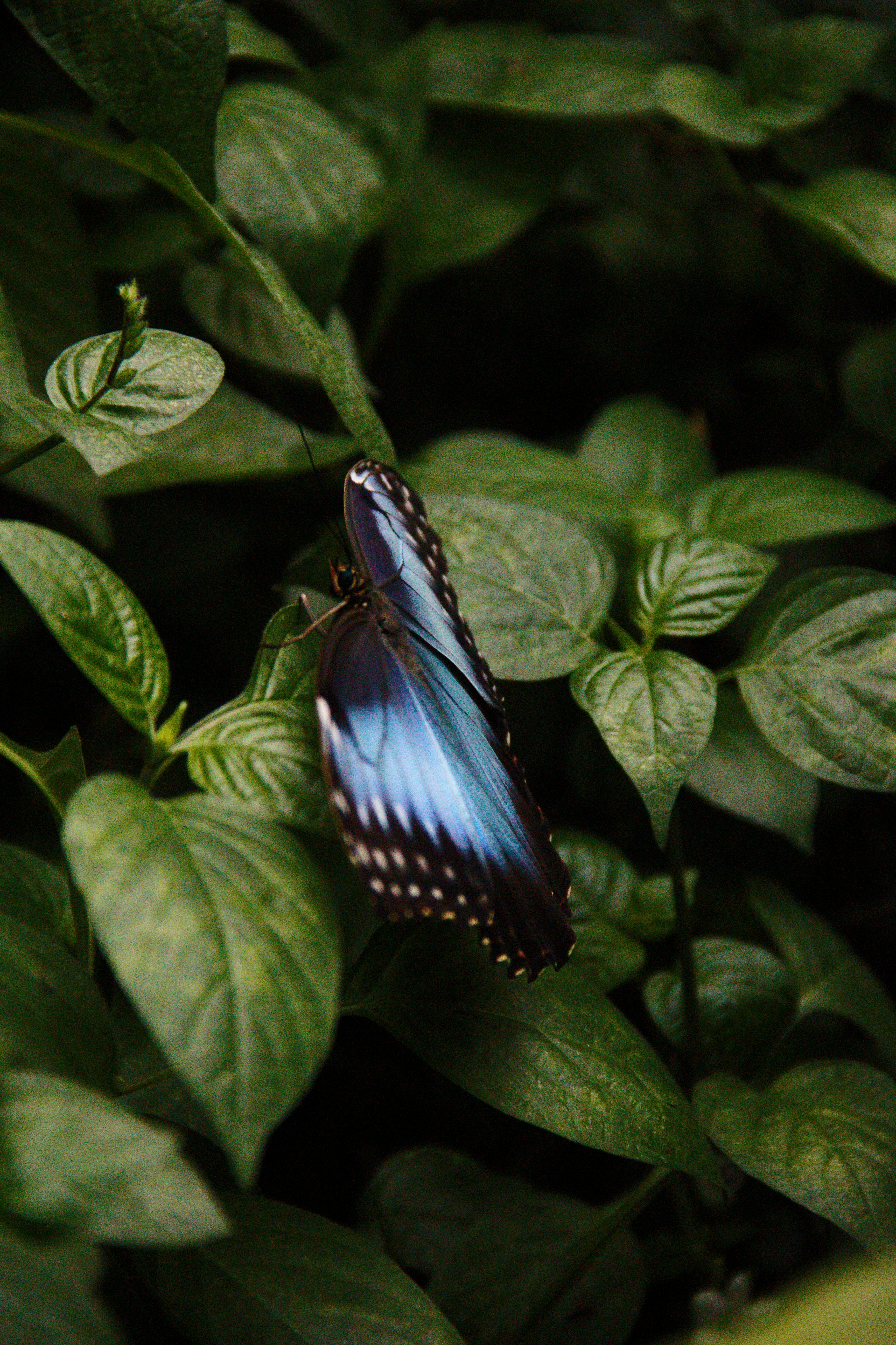 Butterfly Perching on the Branch · Free Stock Photo