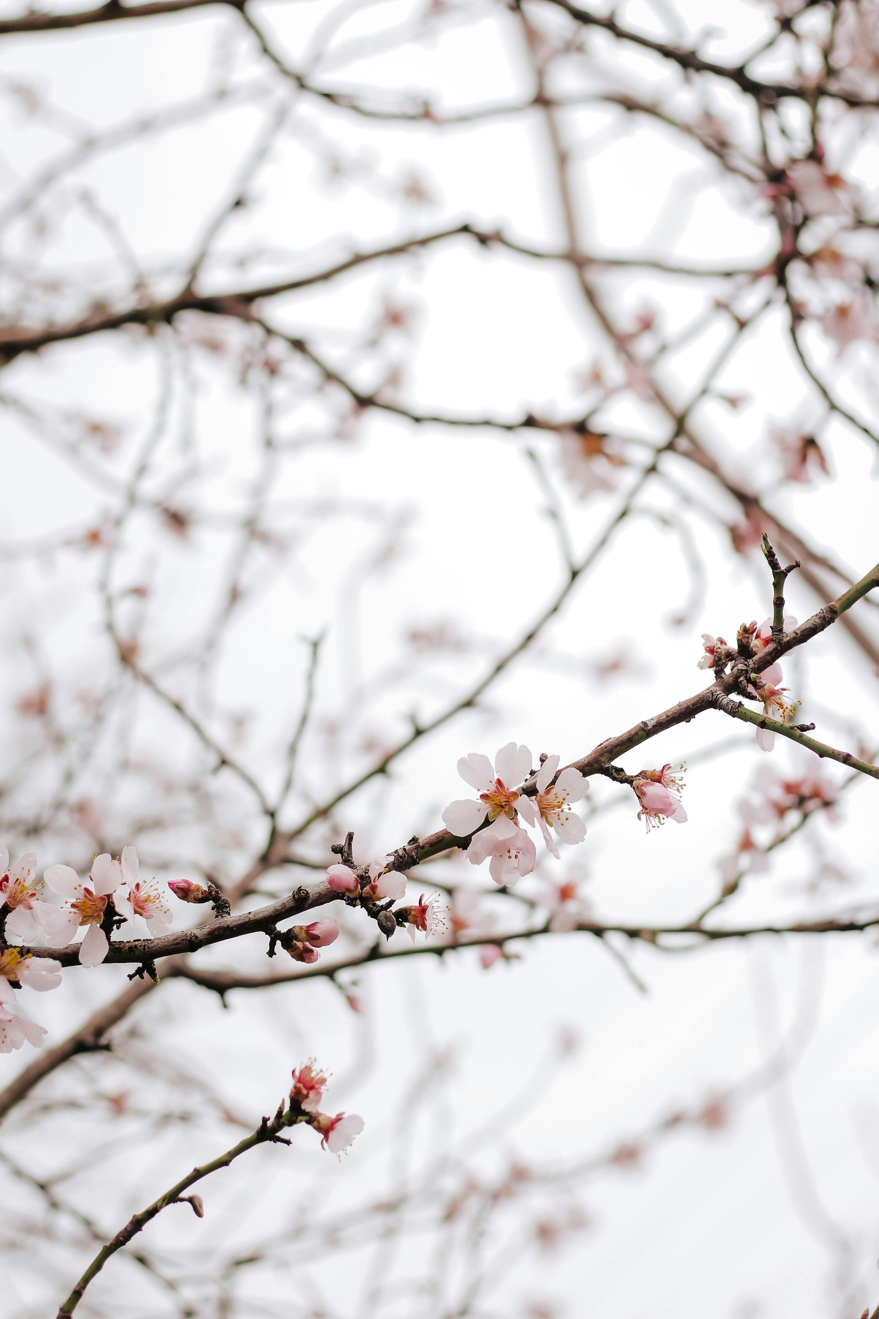 Flowering Tree · Free Stock Photo