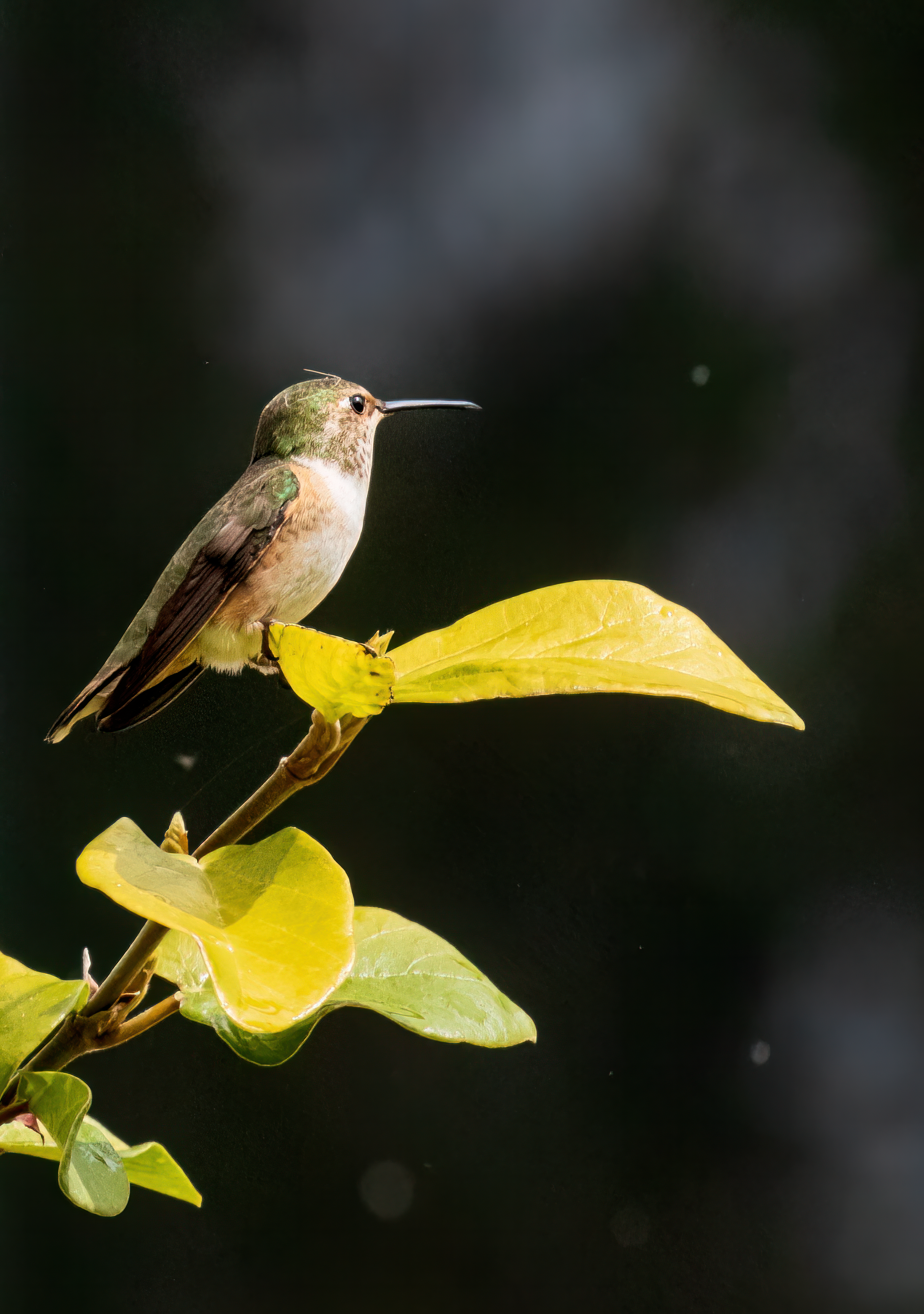 Colibrí Sentado En Una Rama · Foto de stock gratuita