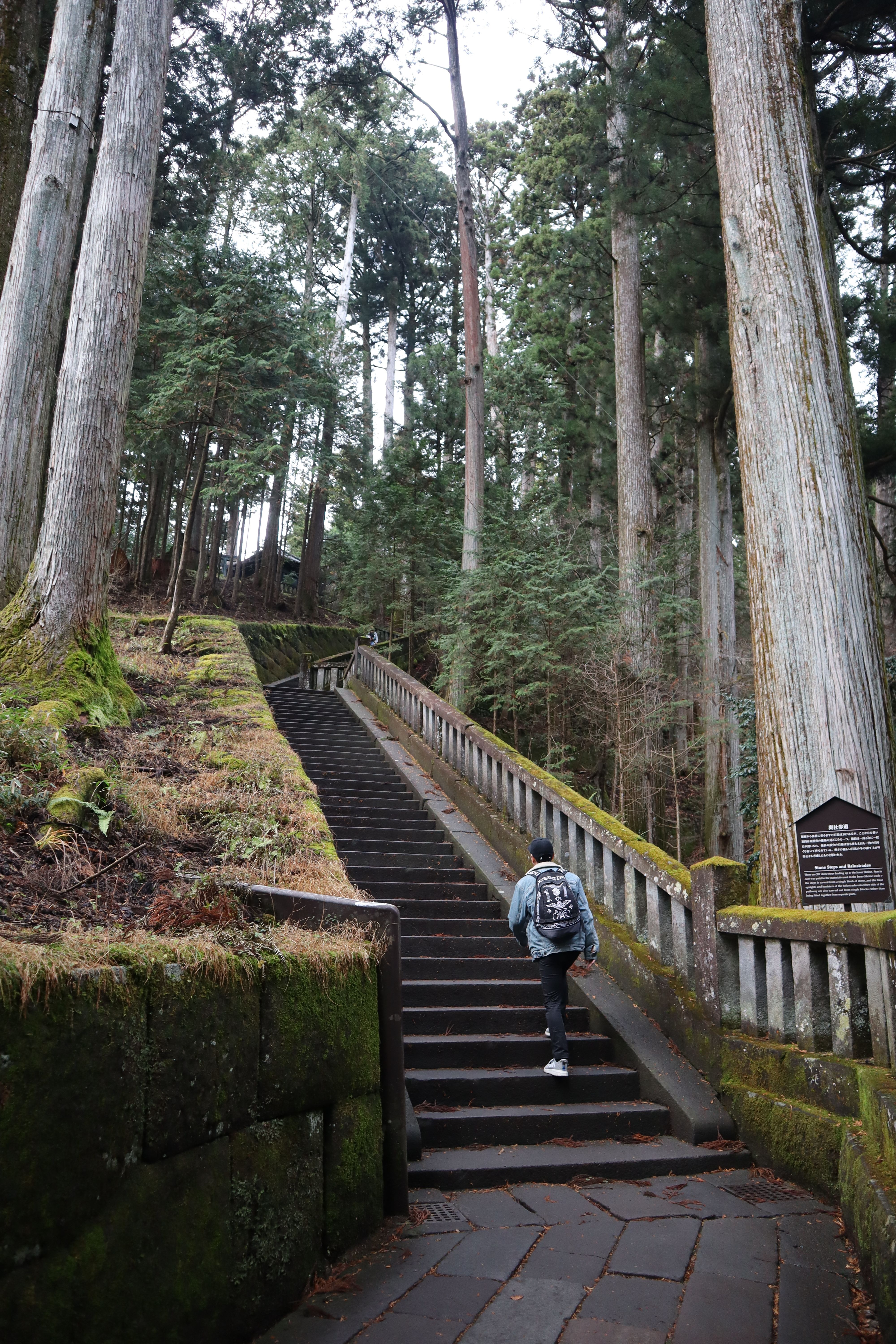 Man Walking Up Stairs in the Forest · Free Stock Photo