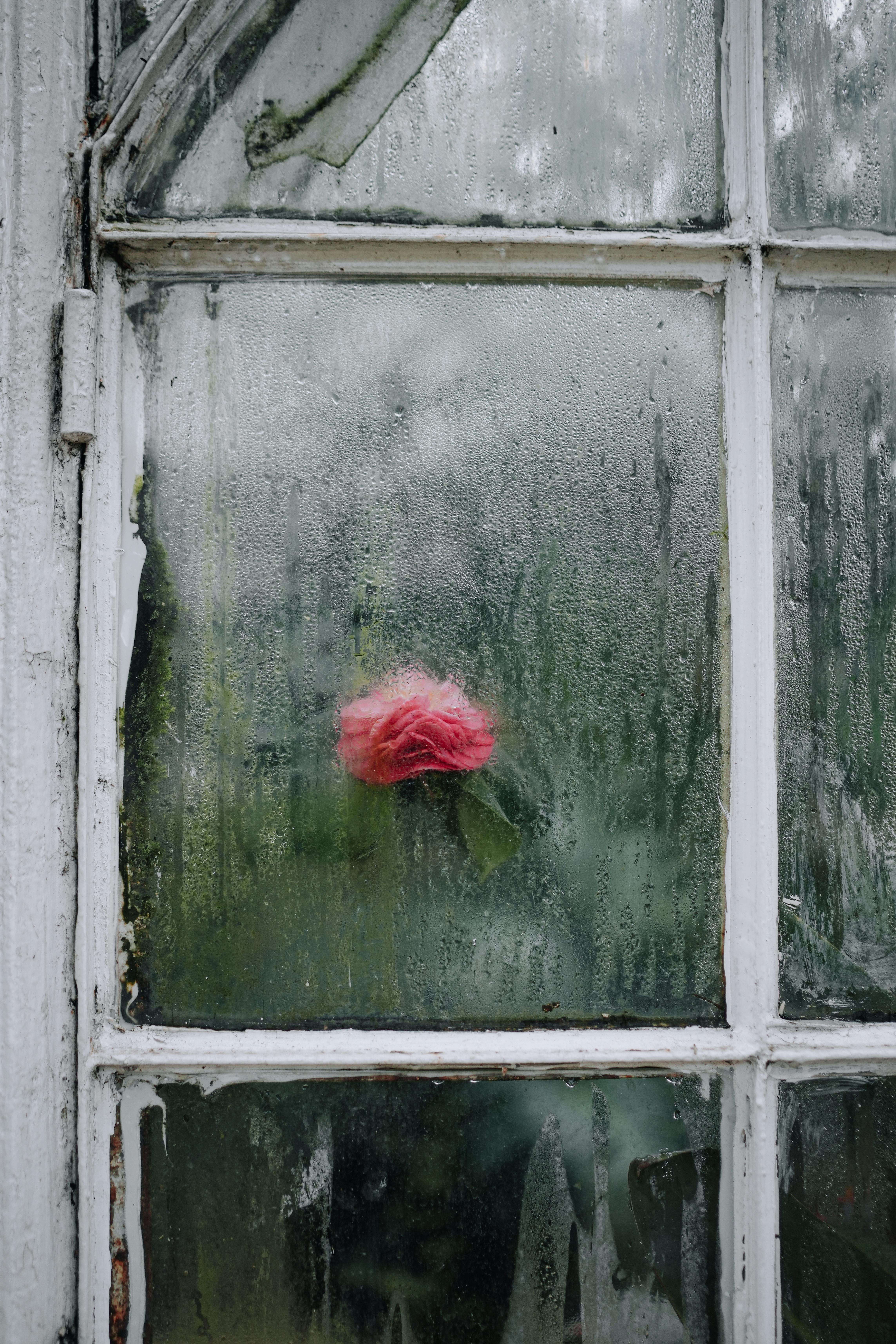Rose through Window in Greenhouse · Free Stock Photo