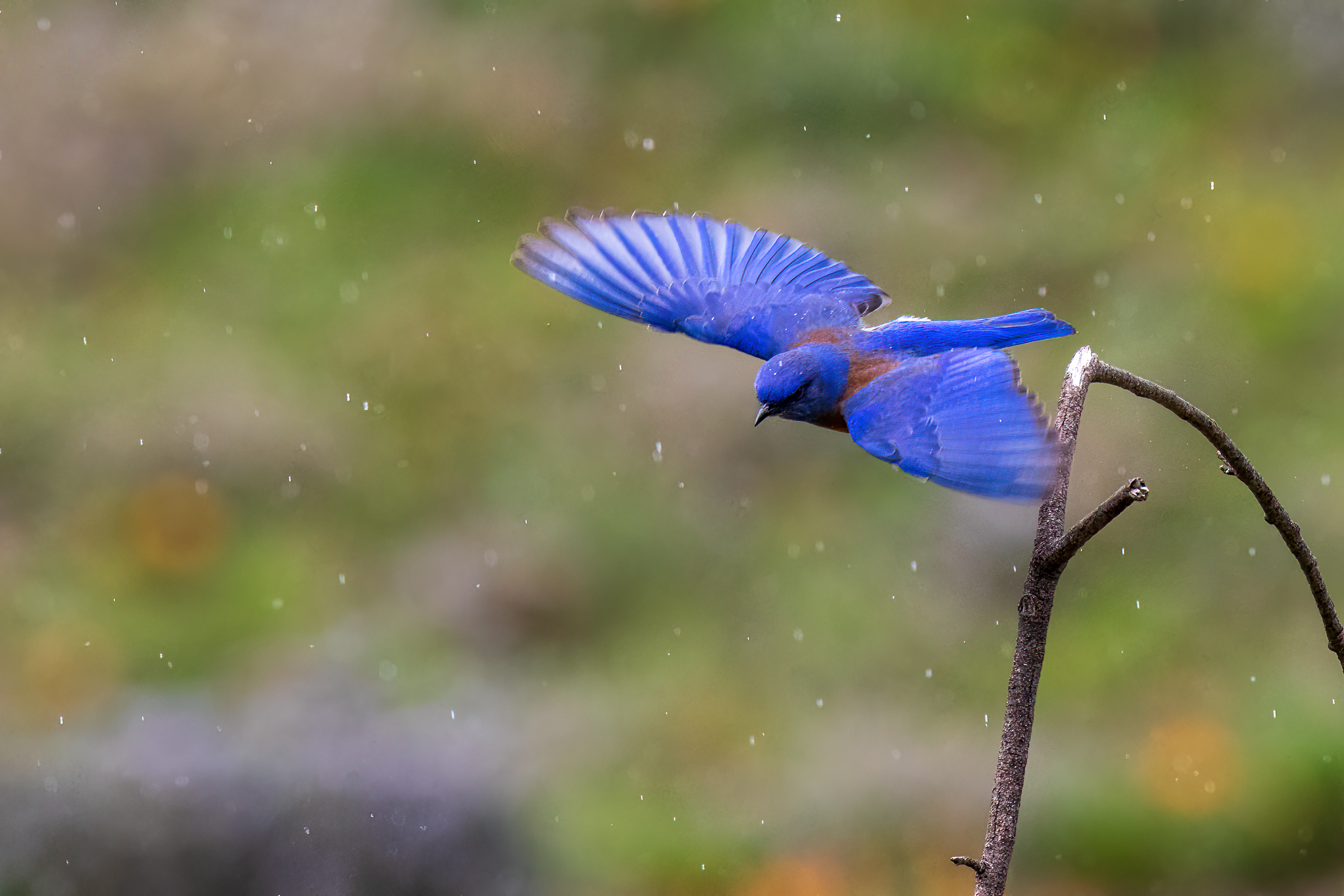 Western Bluebird Flying in Rain · Free Stock Photo