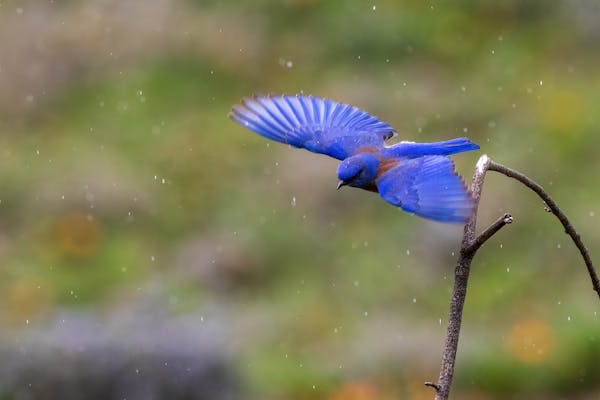 Bird In Rain Photos, Download The BEST Free Bird In Rain Stock Photos ...