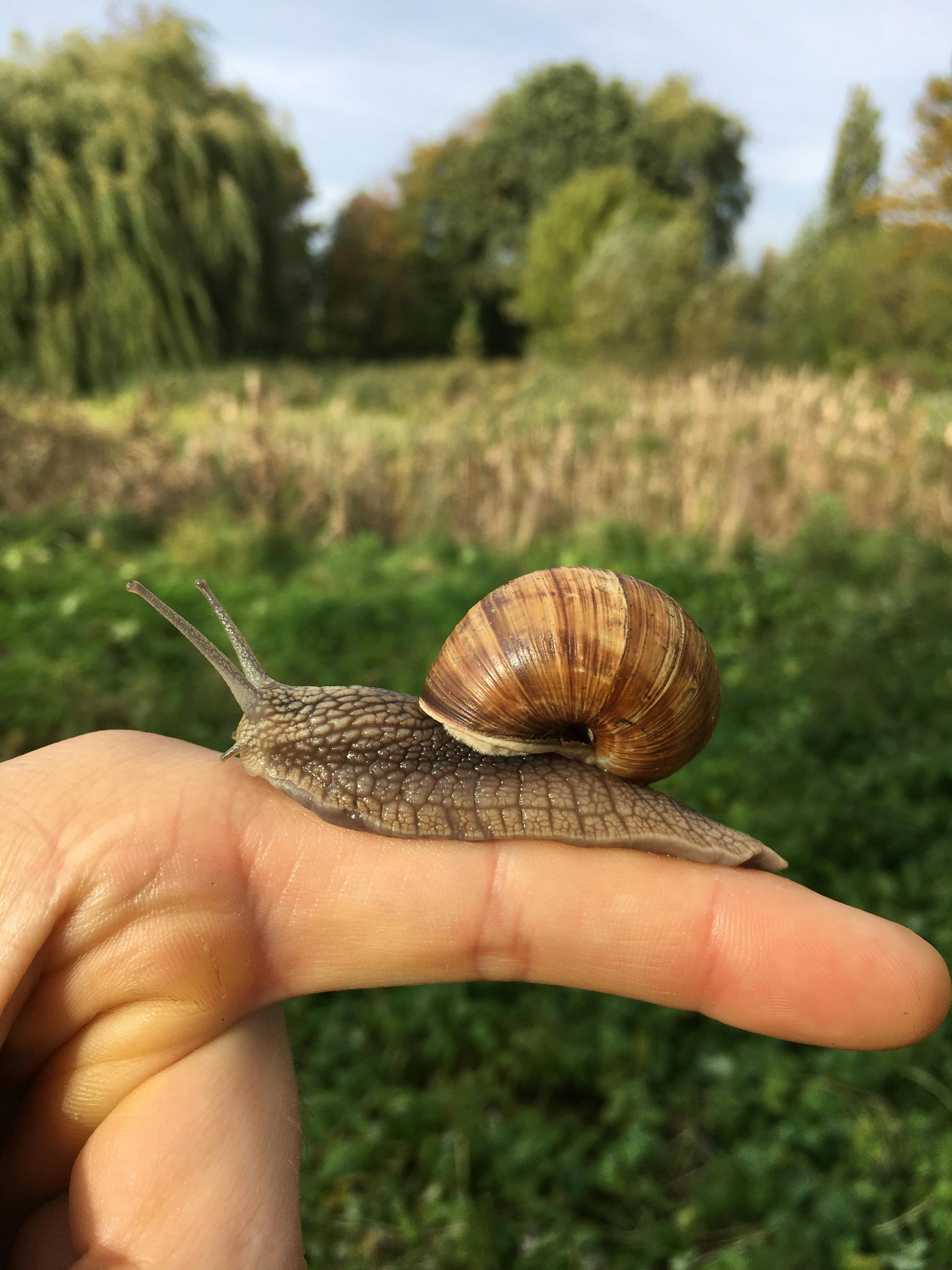 Snail on Finger · Free Stock Photo