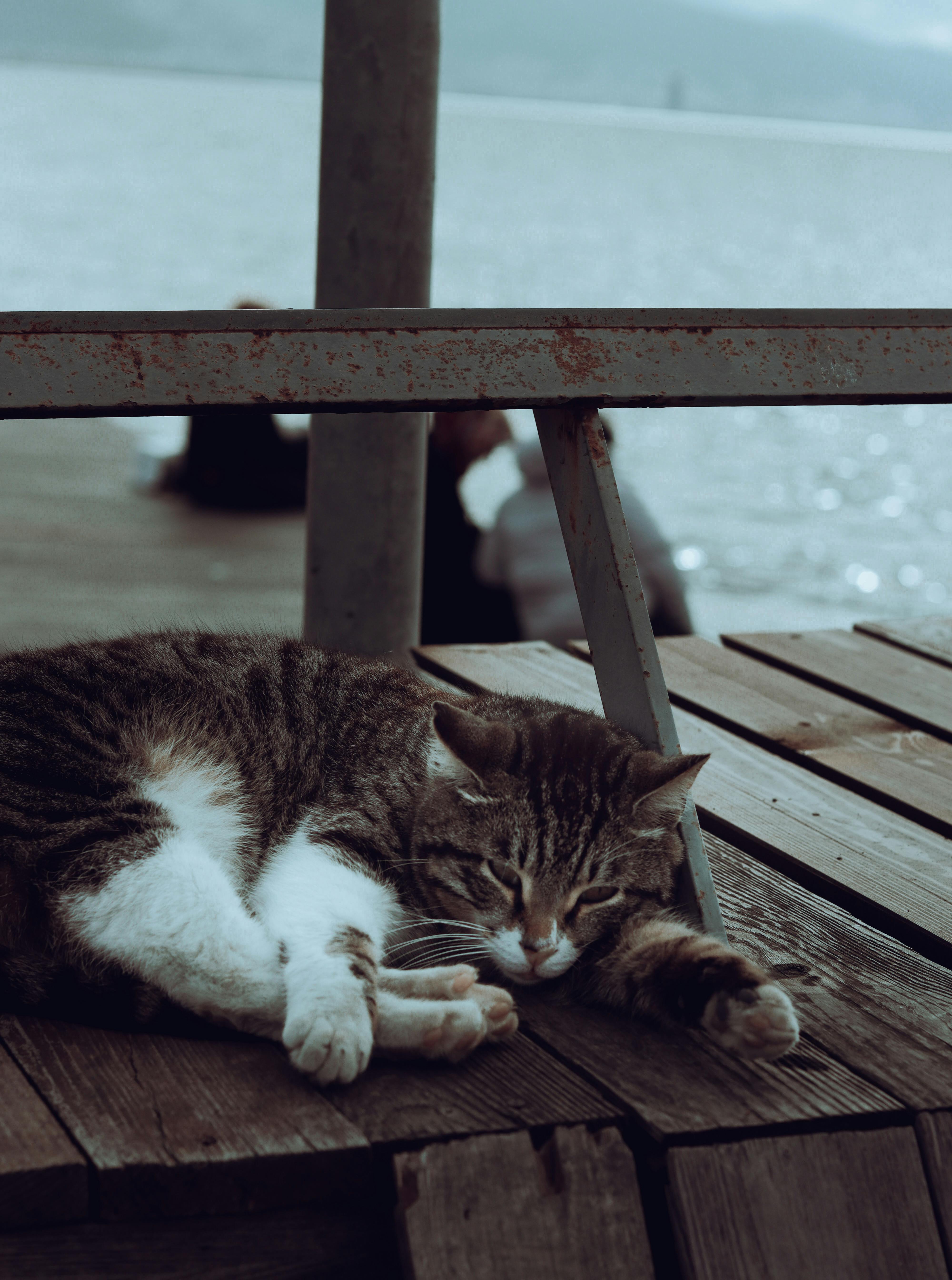 Close up of Sleeping Cat · Free Stock Photo