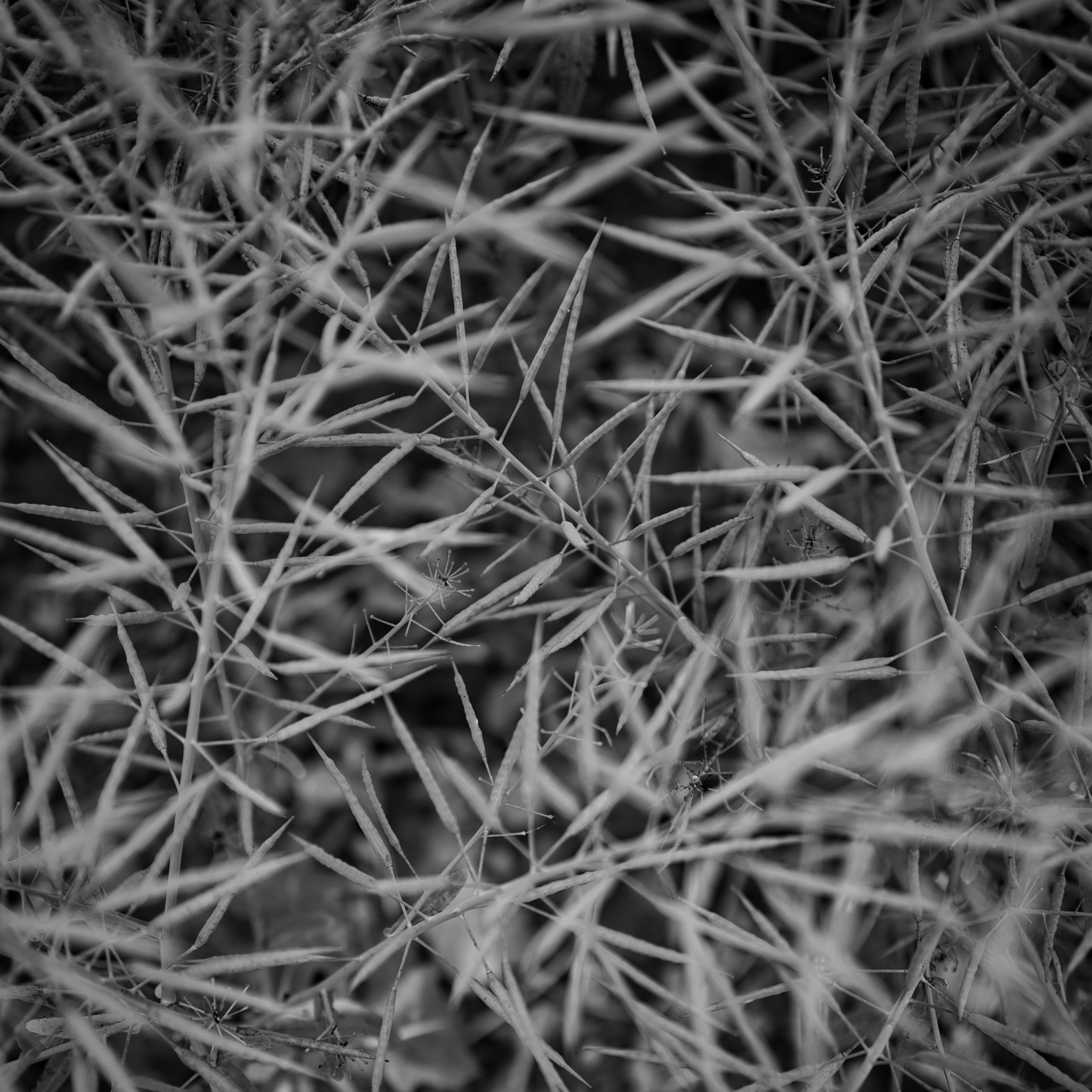 Sharp Spikes of Plant · Free Stock Photo