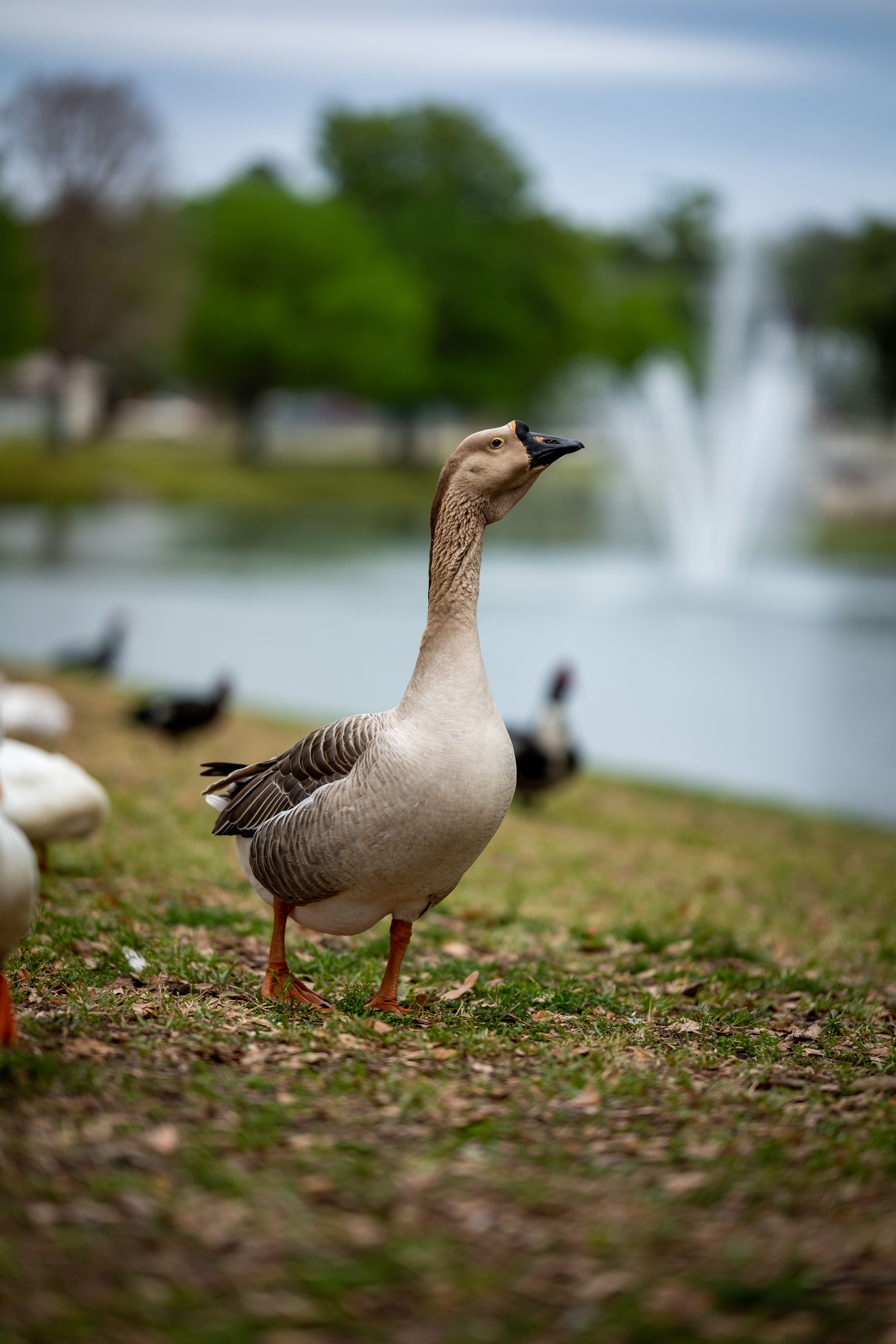 Duck Hunting Photos, Download The BEST Free Duck Hunting Stock Photos ...
