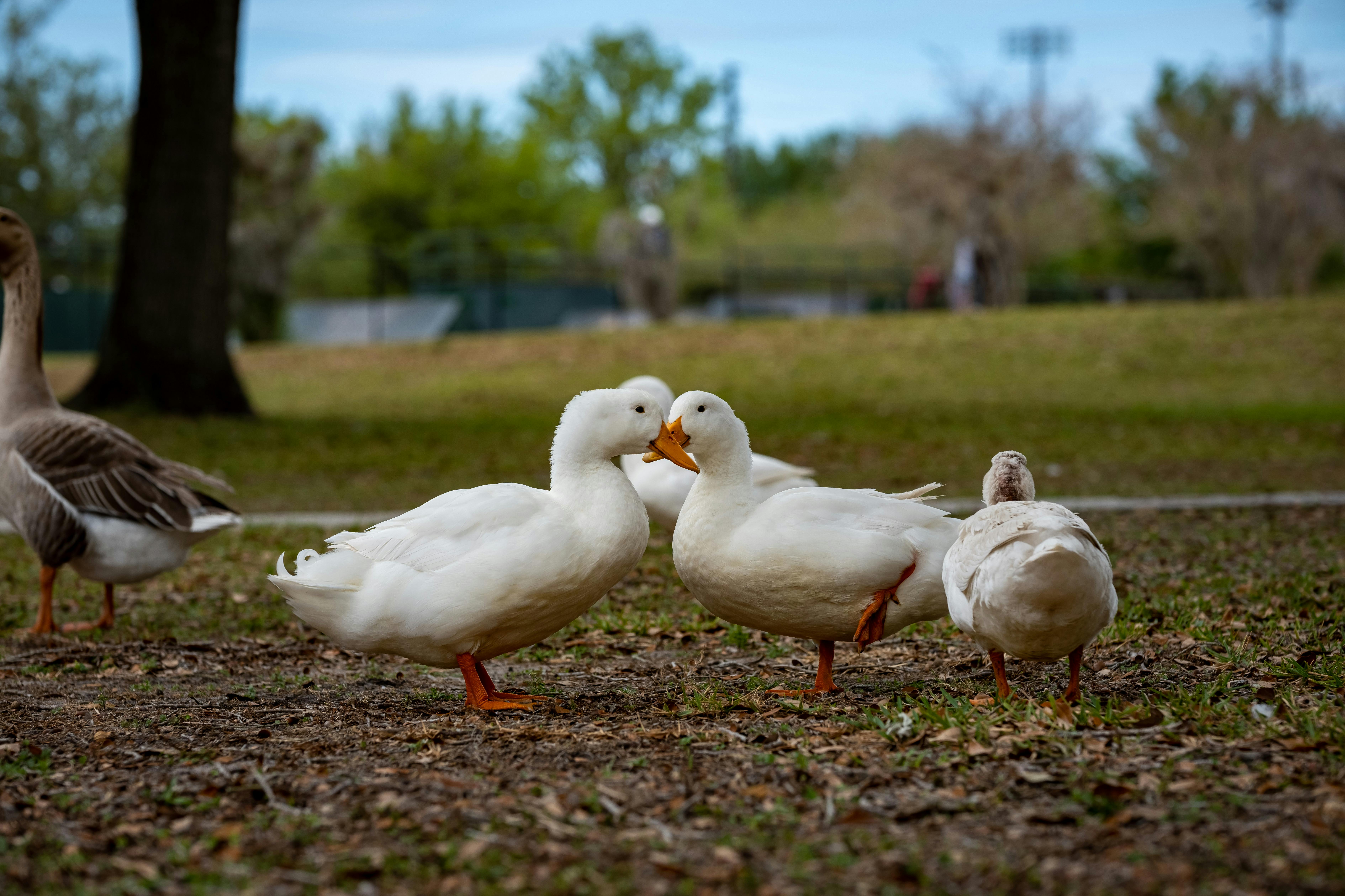Peking Ducks Photos, Download The BEST Free Peking Ducks Stock Photos ...