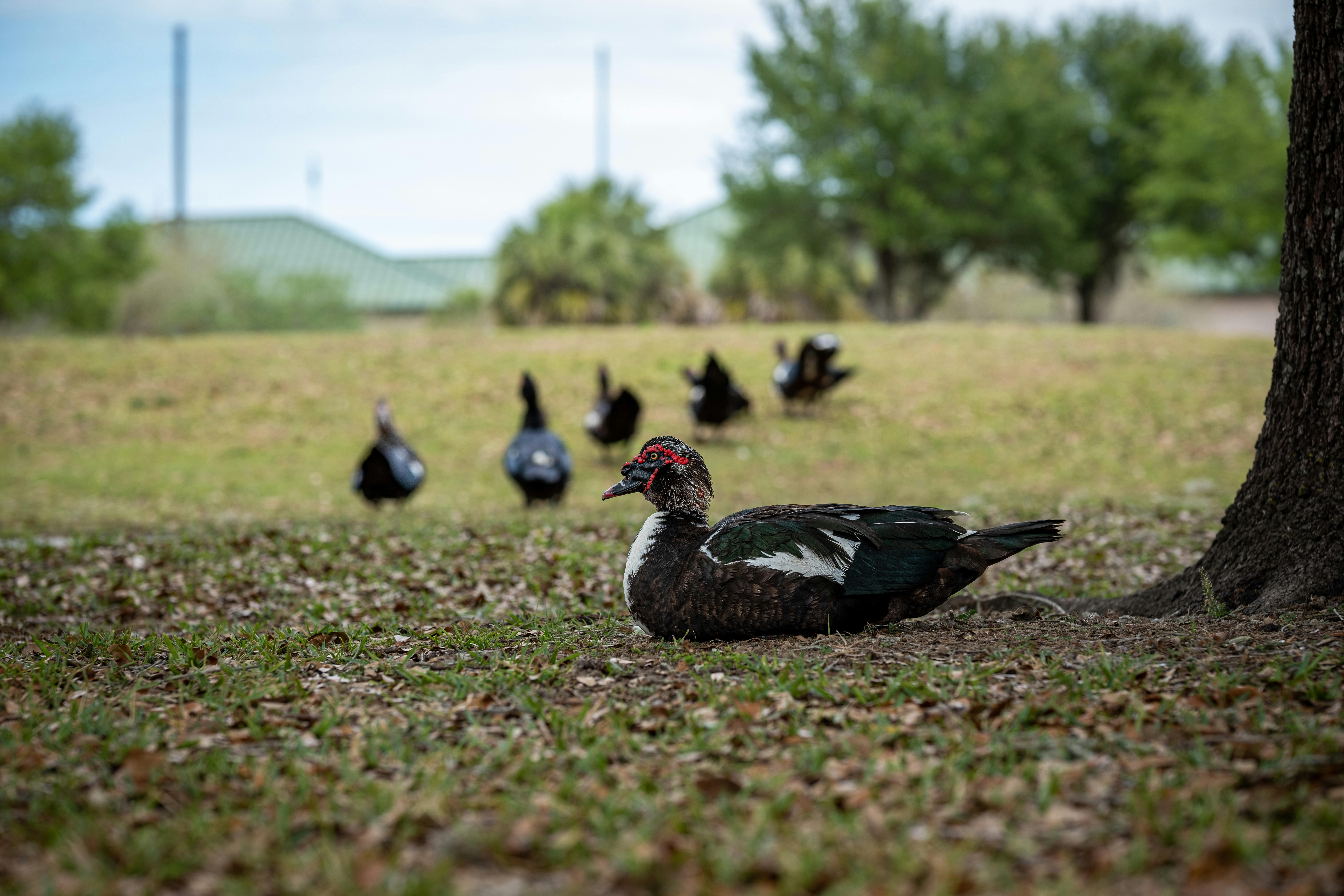 Bieu Hen Dive Photos, Download The BEST Free Bieu Hen Dive Stock Photos ...